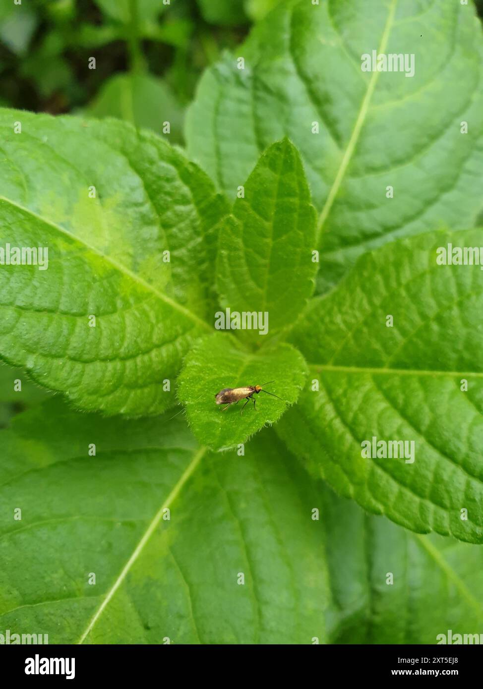 Marsh Marigold Moth (Micropterix calthella) Insecta Stock Photo - Alamy