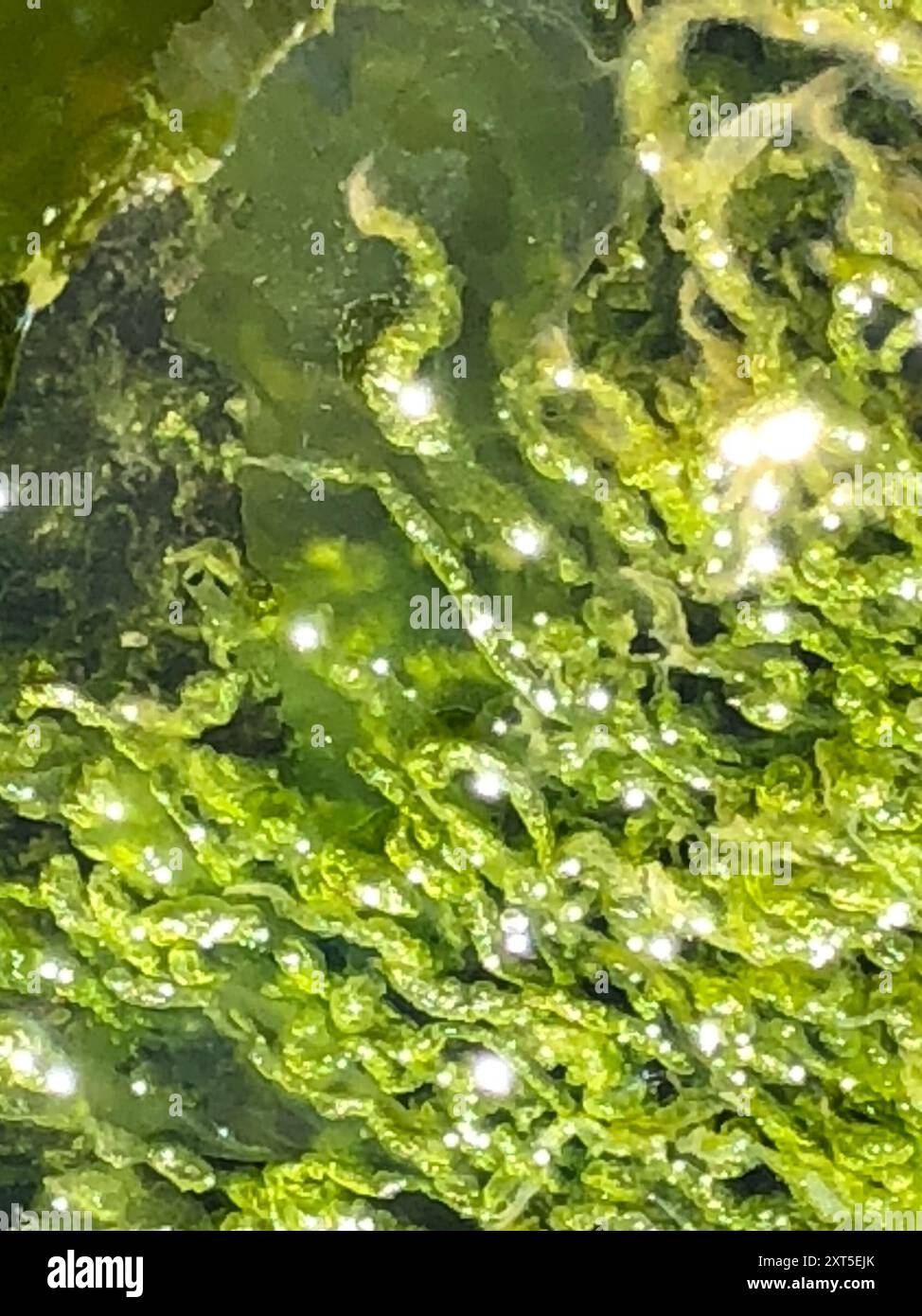 Gutweed (Ulva intestinalis) Plantae Stock Photo - Alamy