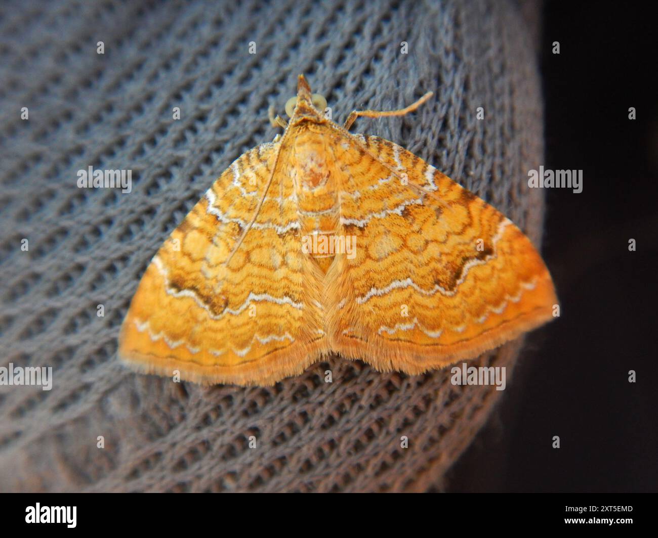 Yellow Shell Moth (Camptogramma bilineata) Insecta Stock Photo - Alamy