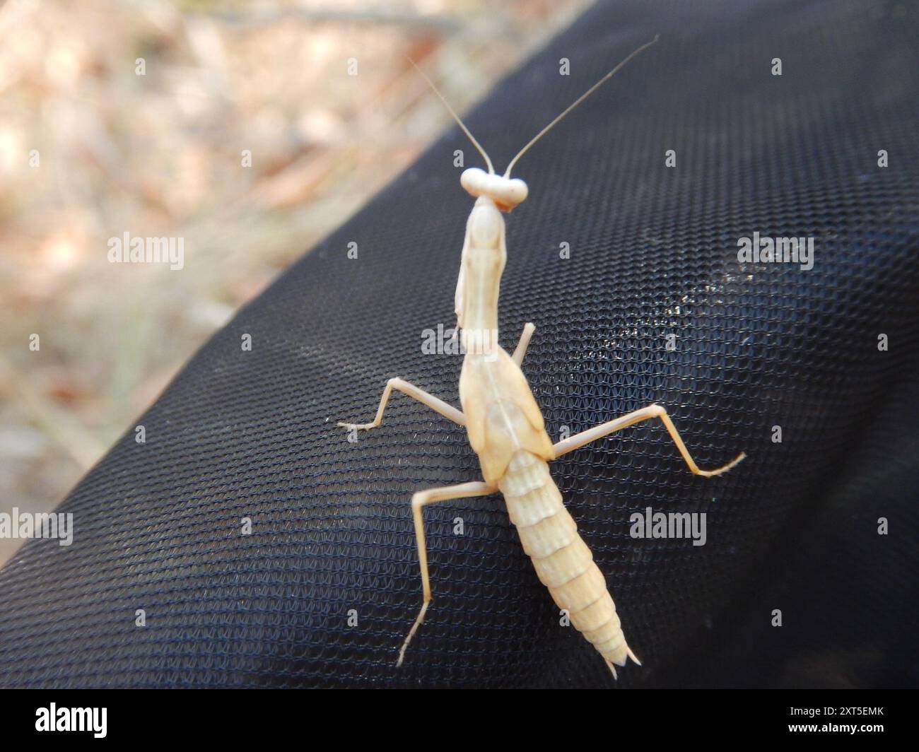 Mediterranean Mantis (Iris oratoria) Insecta Stock Photo - Alamy
