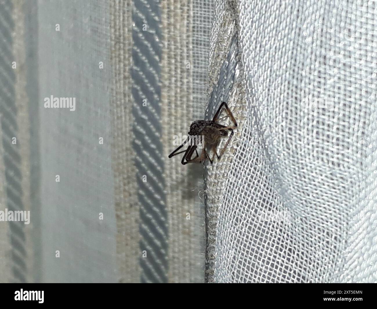 Spitting Spiders (Scytodidae) Arachnida Stock Photo - Alamy