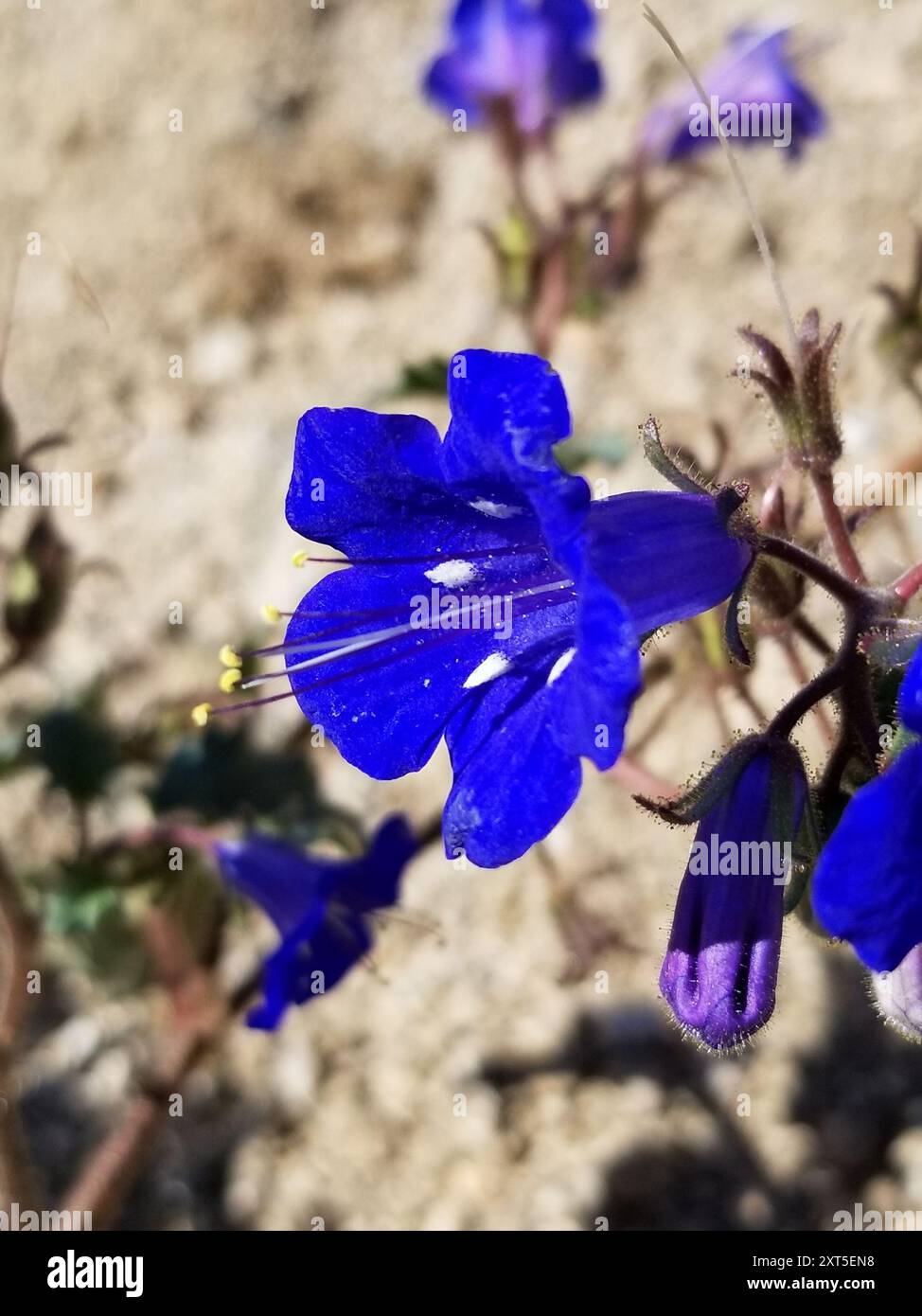 desert bluebells (Phacelia campanularia) Plantae Stock Photo - Alamy