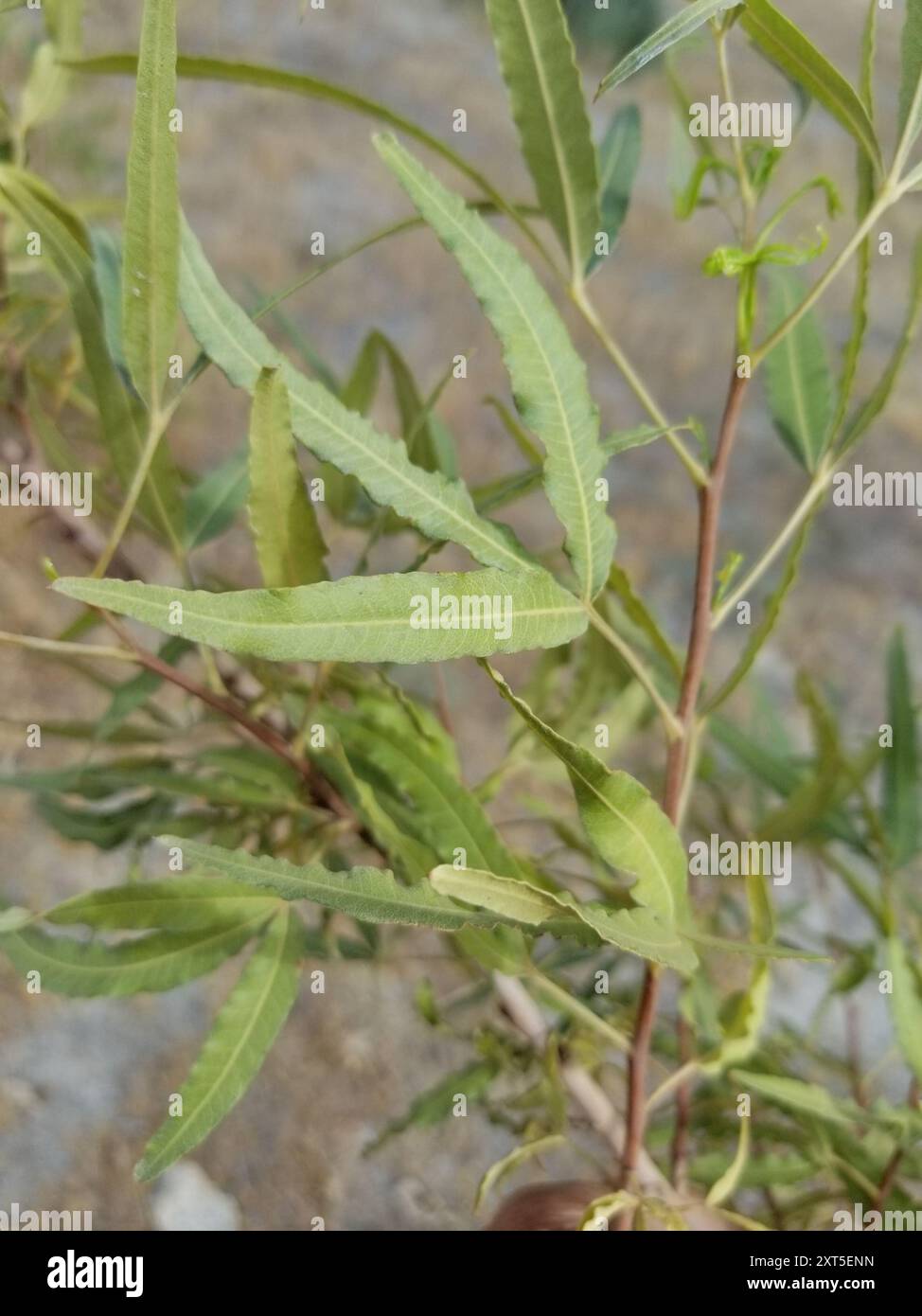 african sumac (Searsia lancea) Plantae Stock Photo - Alamy