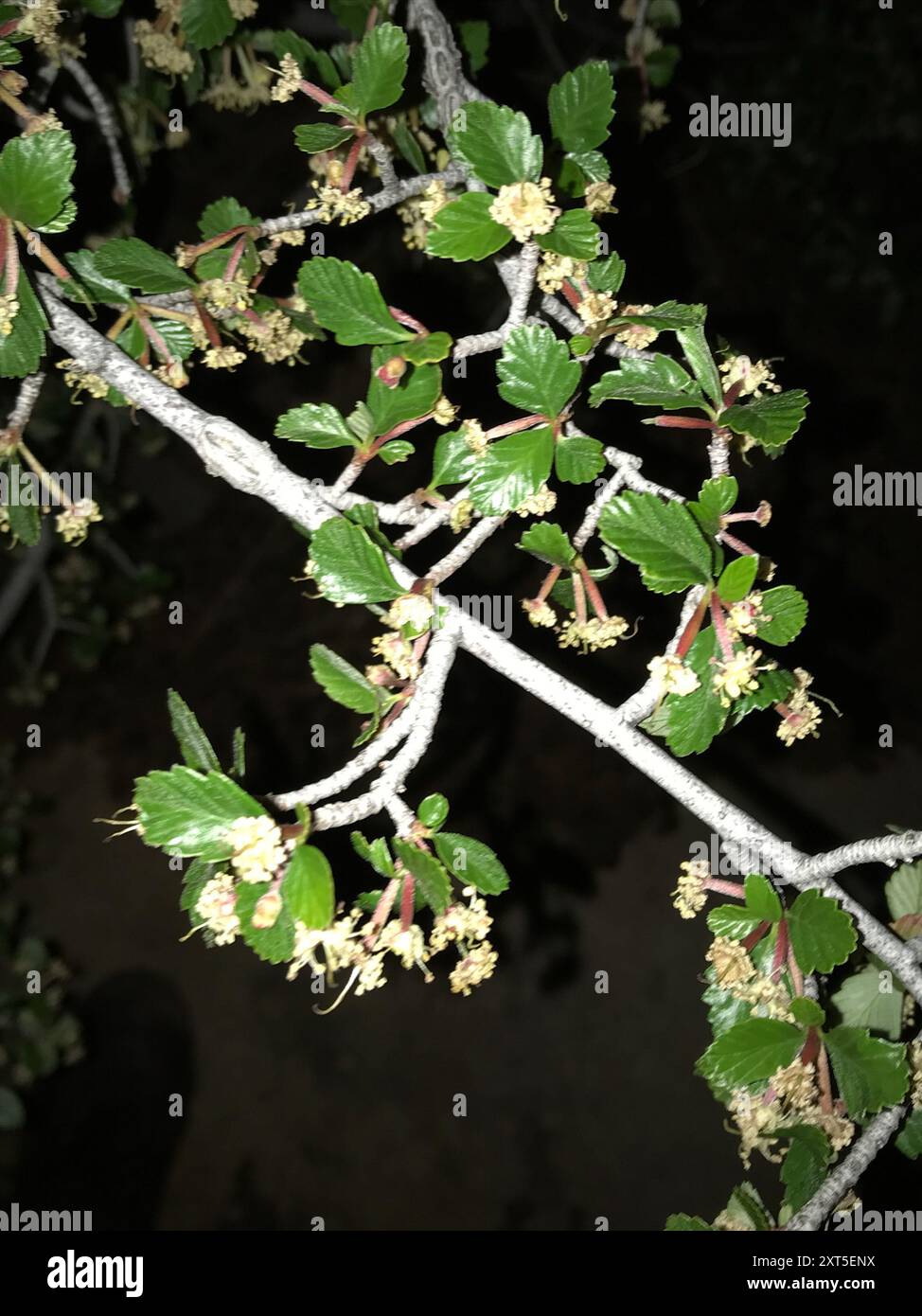 Alderleaf Mountain Mahogany (Cercocarpus montanus) Plantae Stock Photo ...