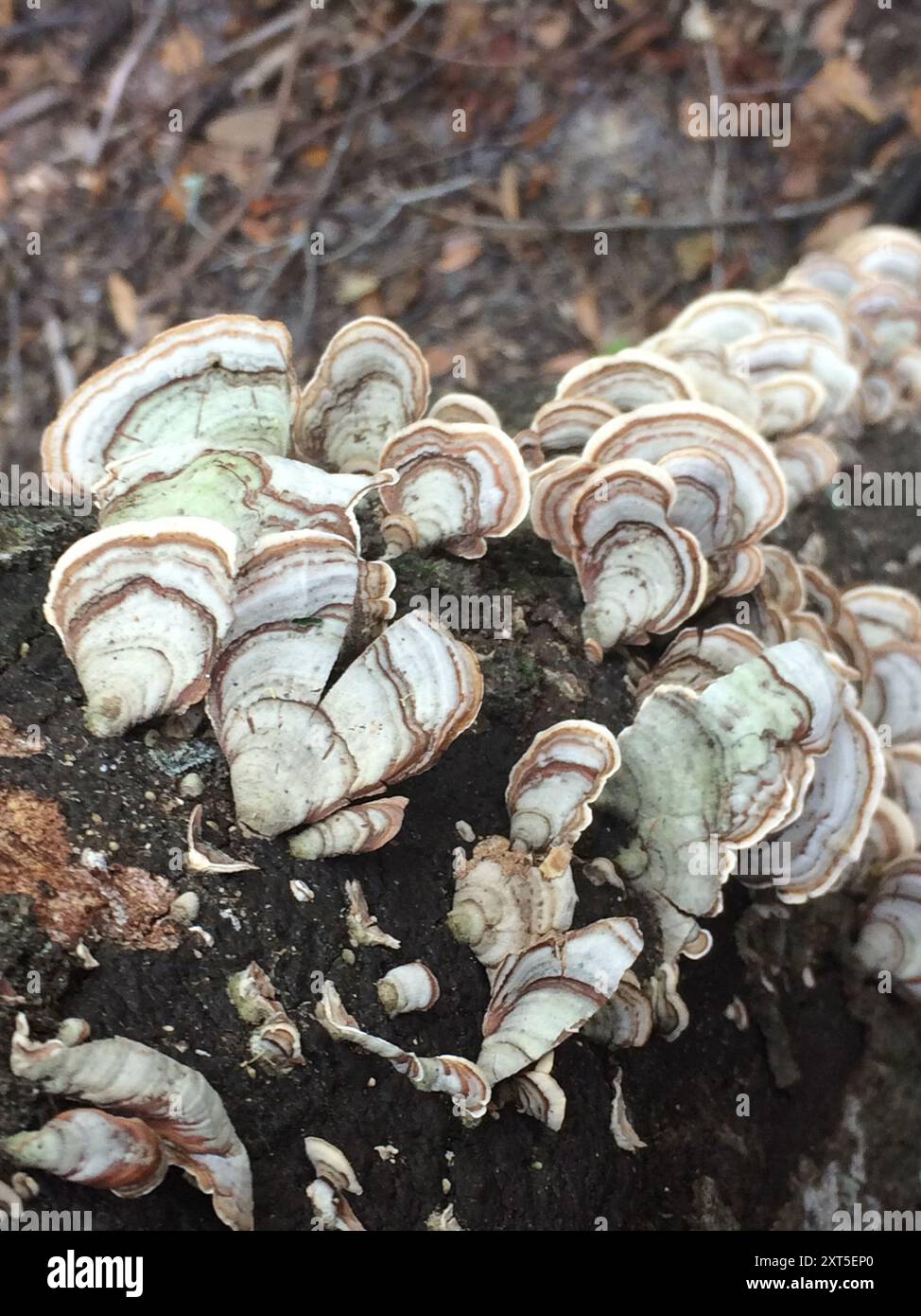 False Turkey-Tail (Stereum ostrea) Fungi Stock Photo - Alamy