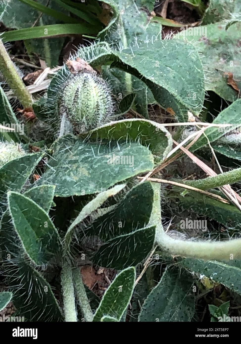 mouse-eared hawkweed (Pilosella officinarum) Plantae Stock Photo - Alamy