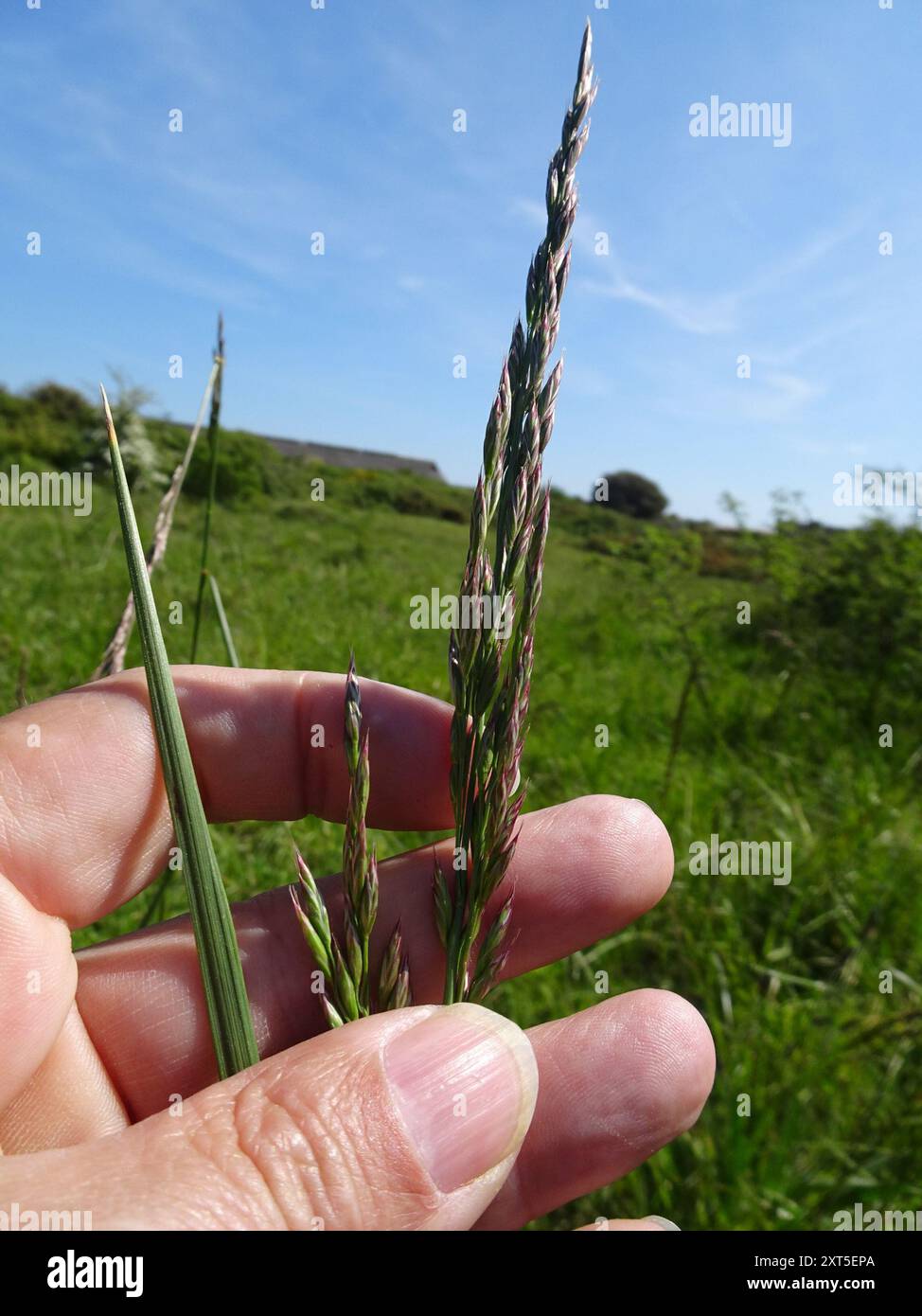 tall fescue (Lolium arundinaceum) Plantae Stock Photo - Alamy