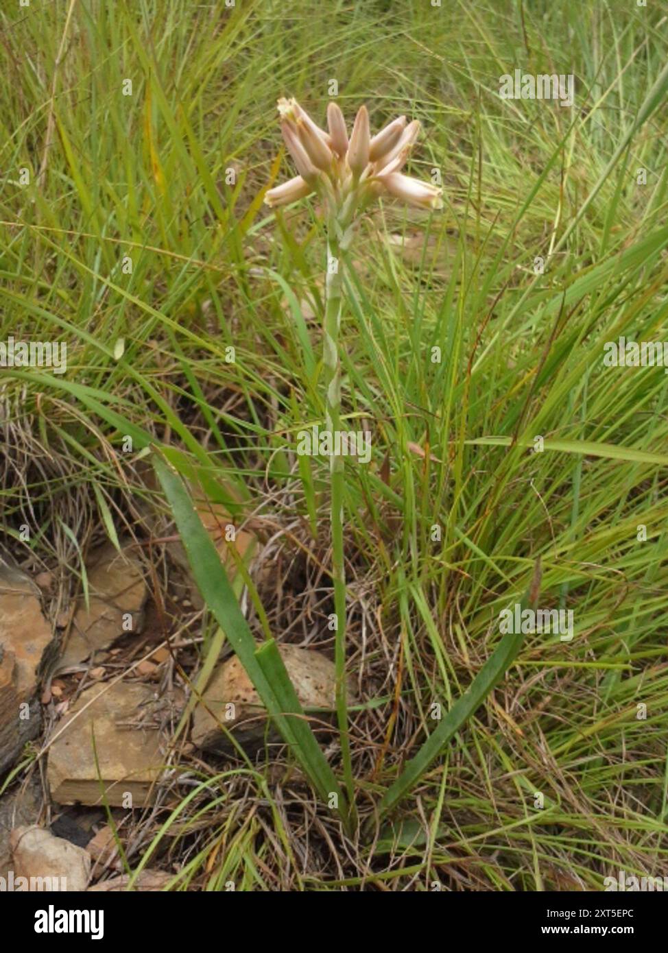 Pink Grass Aloe (Aloe minima) Plantae Stock Photo - Alamy