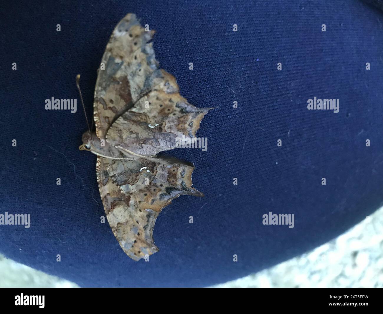 Question Mark (Polygonia interrogationis) Insecta Stock Photo - Alamy