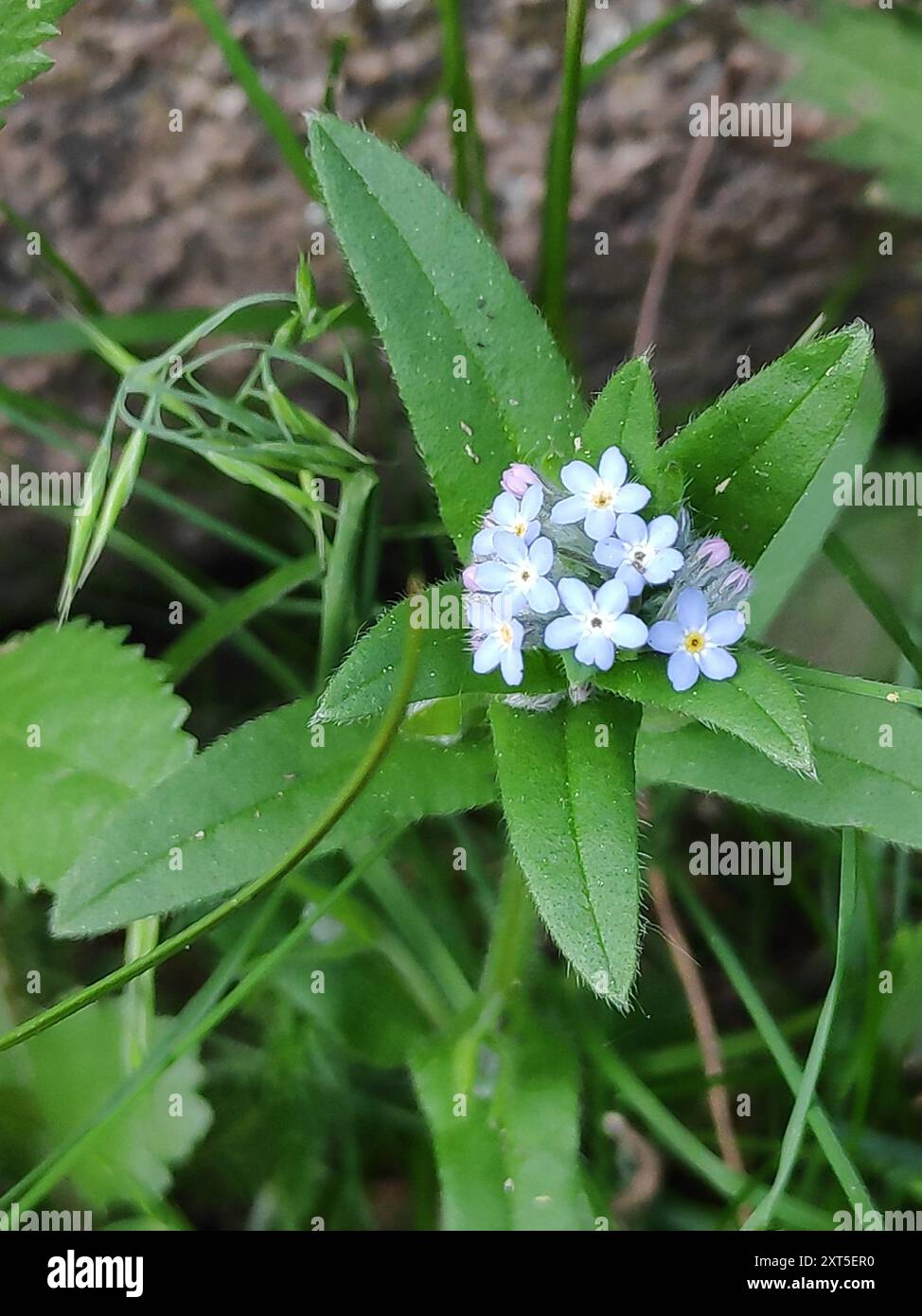 water forget-me-not (Myosotis scorpioides) Plantae Stock Photo - Alamy
