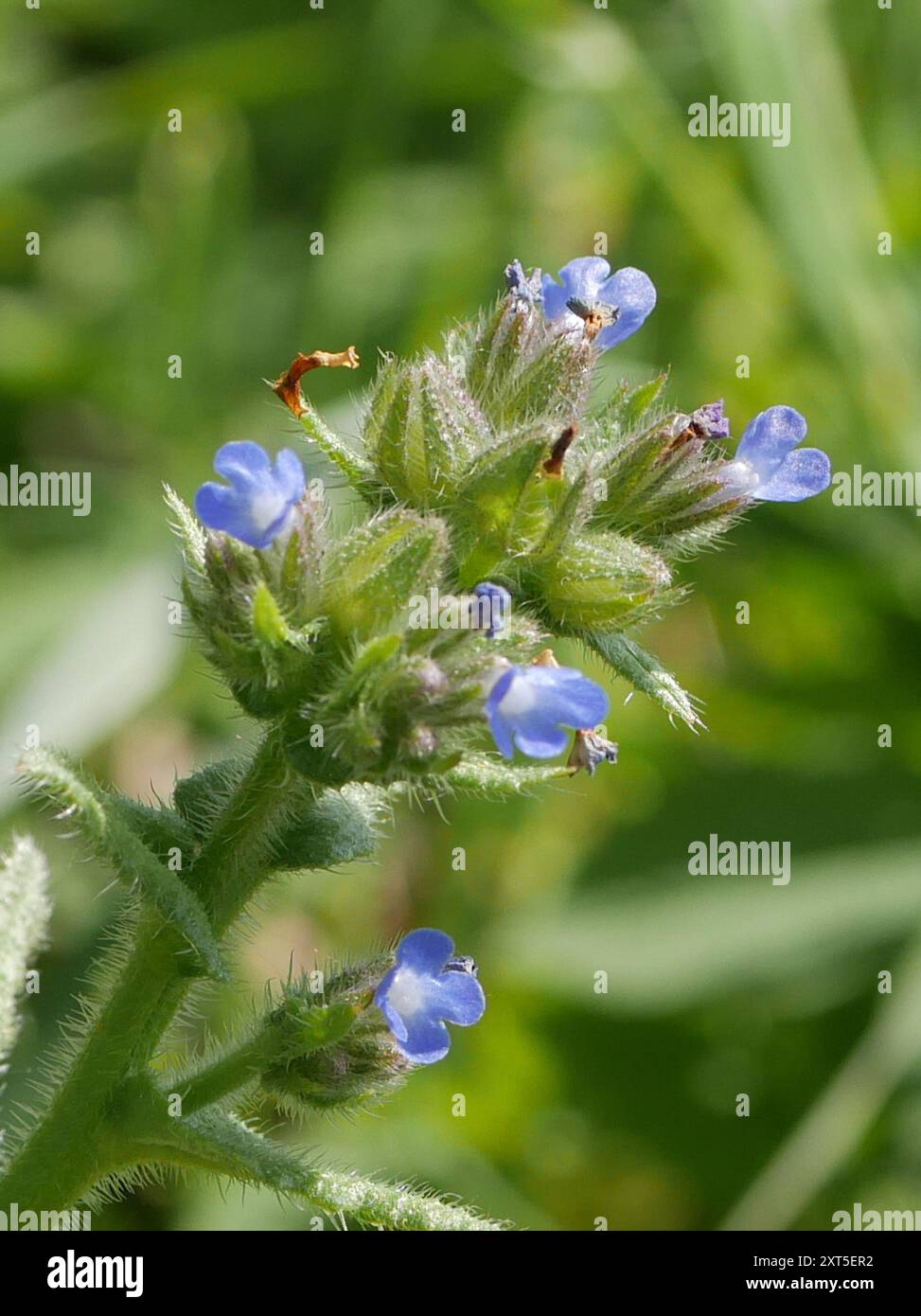 small bugloss (Anchusa arvensis) Plantae Stock Photo - Alamy