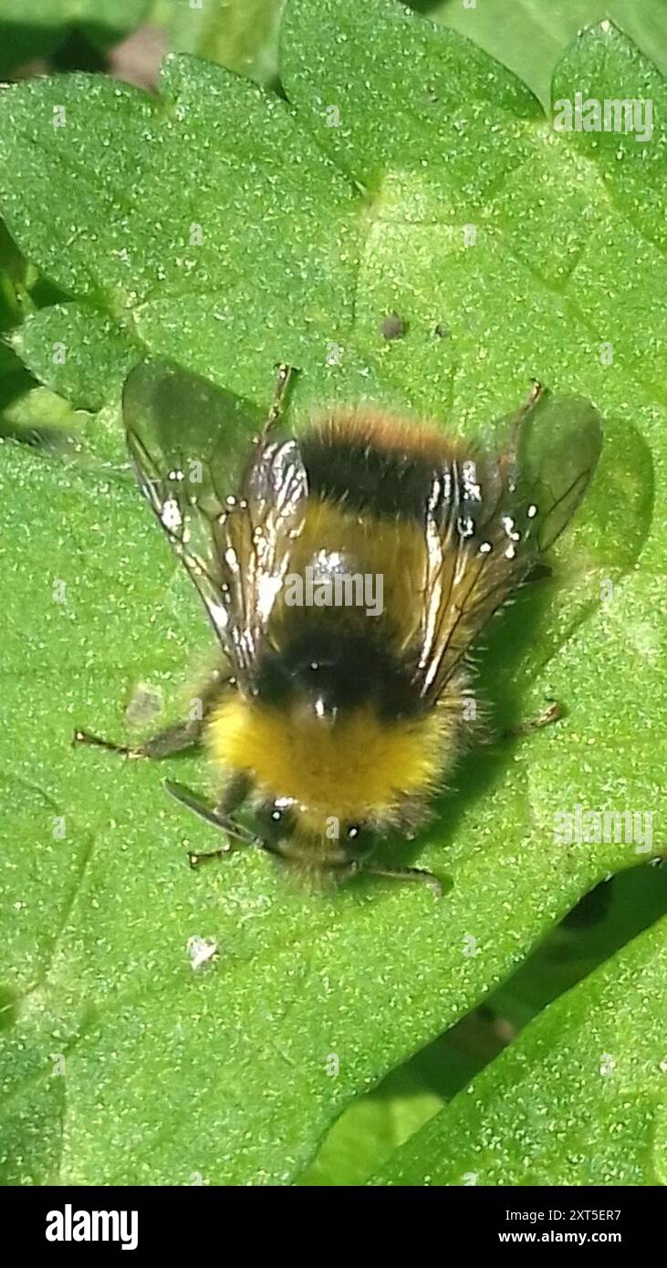 Early Bumble Bee (Bombus pratorum) Insecta Stock Photo - Alamy