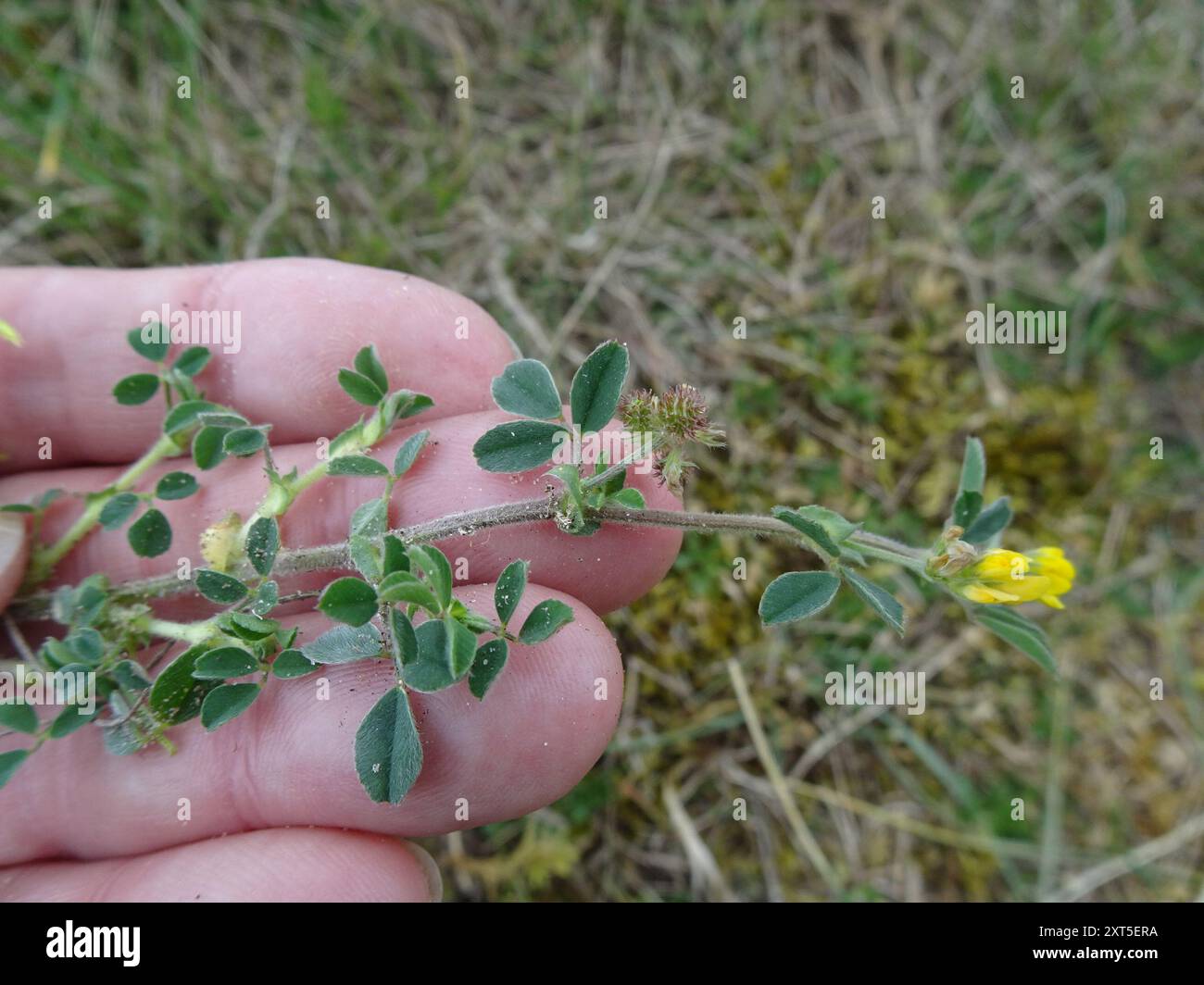 little bur-clover (Medicago minima) Plantae Stock Photo - Alamy