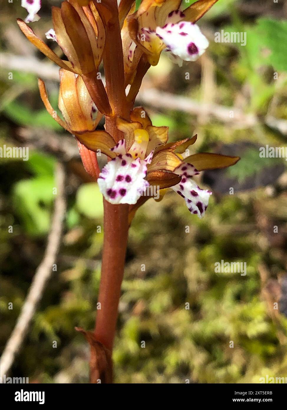 Western spotted coralroot (Corallorhiza maculata occidentalis) Plantae ...