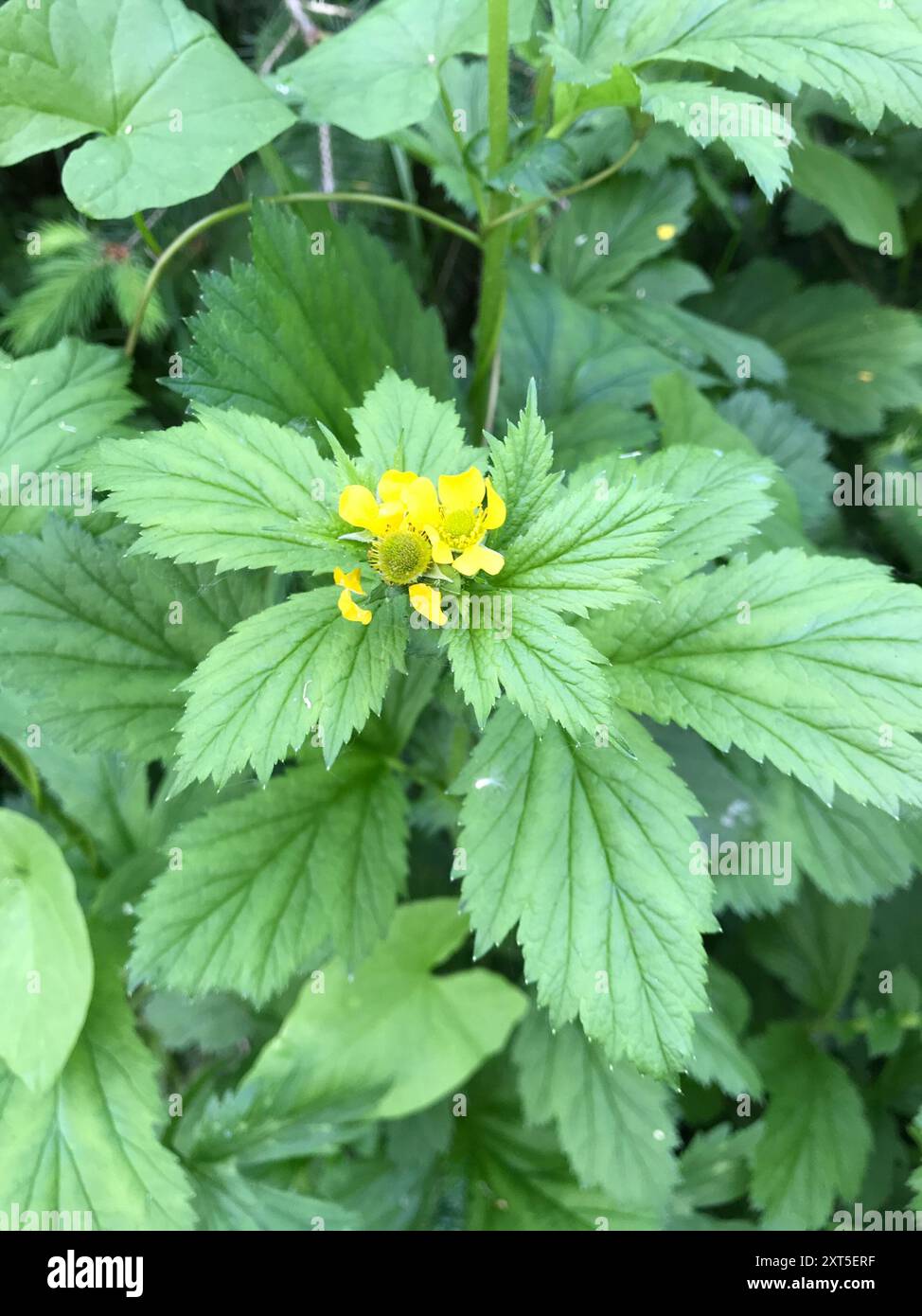 Large-leaved Avens (Geum macrophyllum) Plantae Stock Photo - Alamy