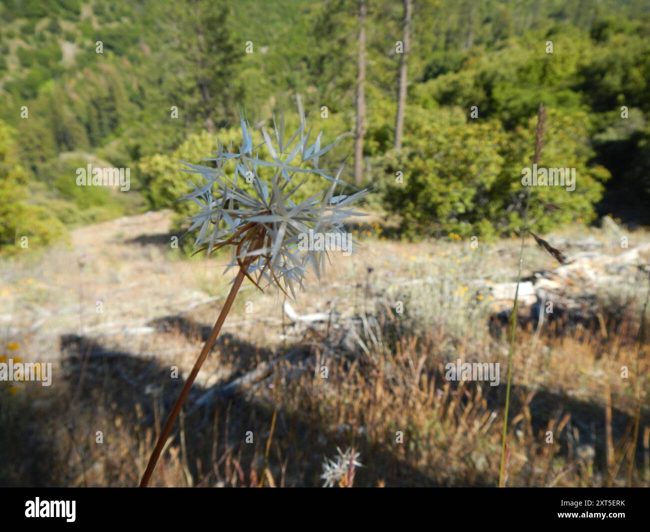silverpuffs (Uropappus lindleyi) Plantae Stock Photo - Alamy