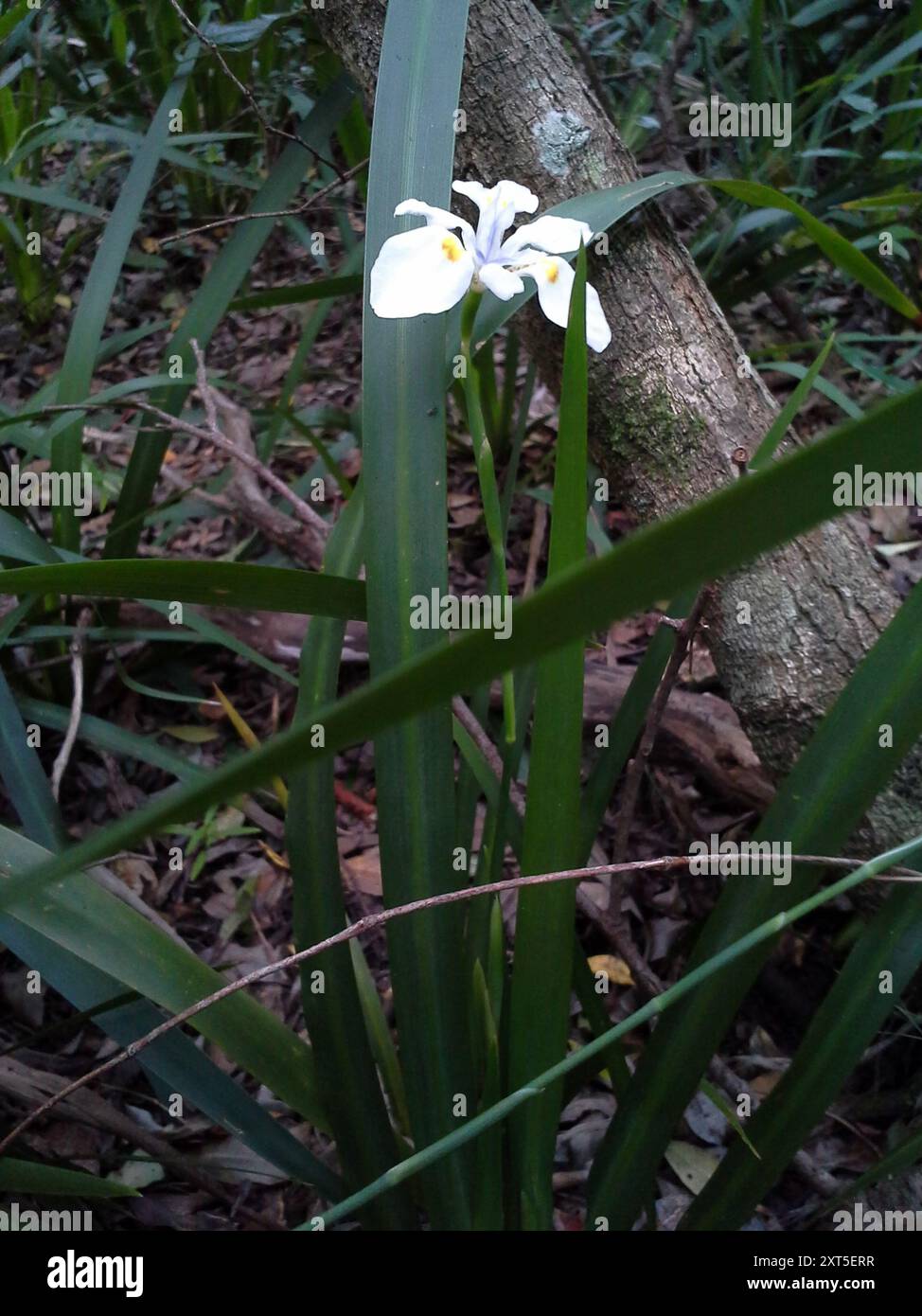 Small Fortnight Lily (Dietes iridioides) Plantae Stock Photo - Alamy