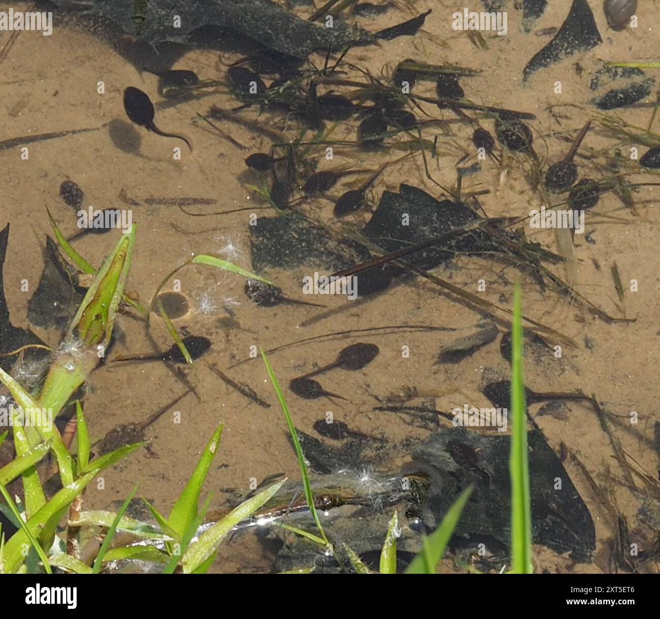 Eastern American Toad (Anaxyrus americanus americanus) Amphibia Stock ...