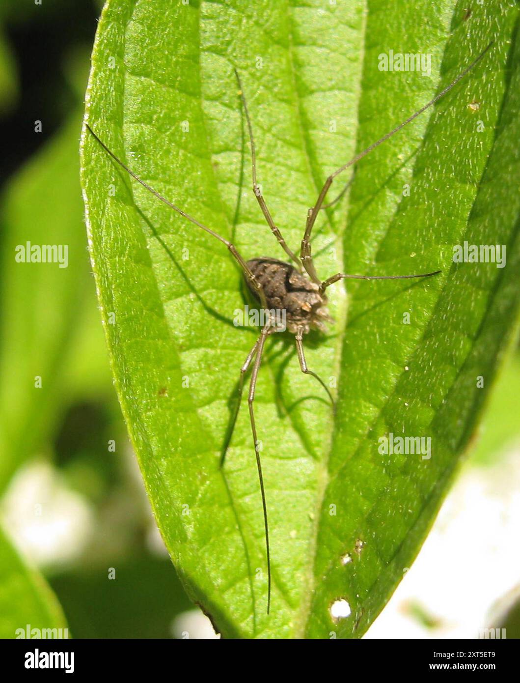 European Harvestman (Phalangium opilio) Arachnida Stock Photo - Alamy