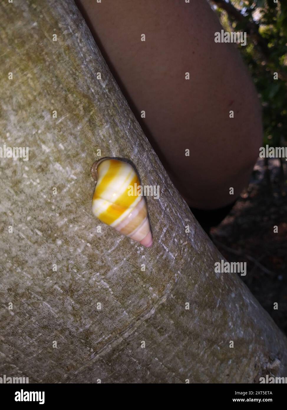 Florida Tree Snail (Liguus fasciatus) Mollusca Stock Photo - Alamy