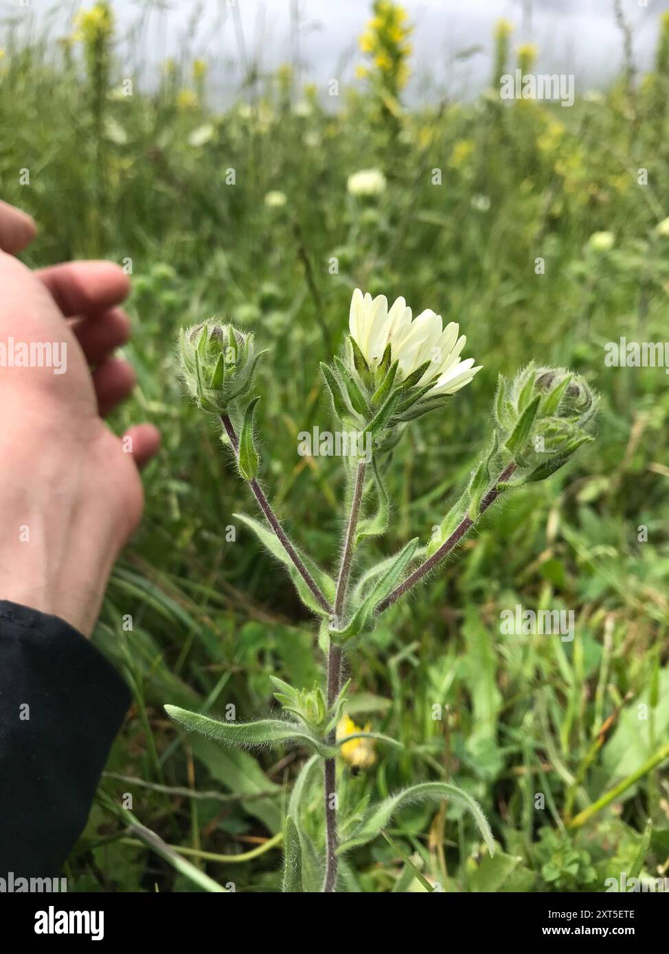 congested-headed hayfield tarplant (Hemizonia congesta congesta ...