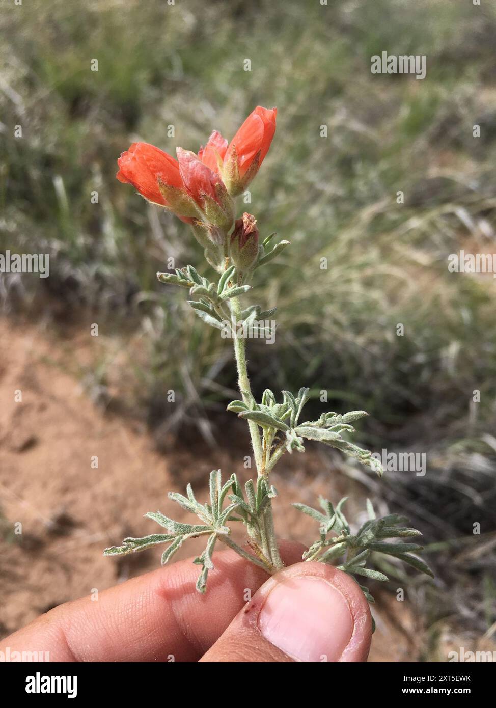 Scarlet Globemallow (Sphaeralcea coccinea) Plantae Stock Photo - Alamy