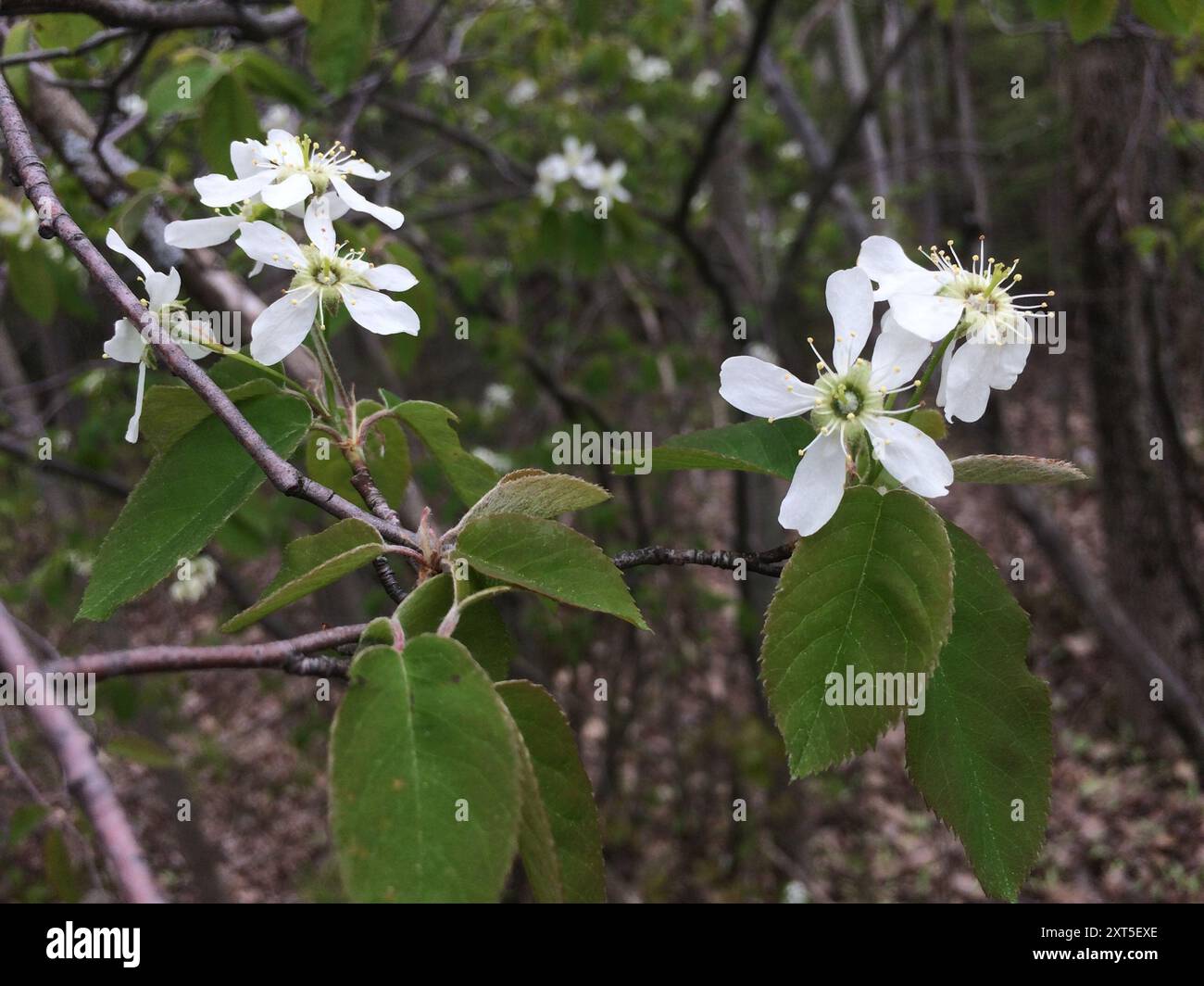Running Serviceberry (Amelanchier stolonifera) Plantae Stock Photo - Alamy