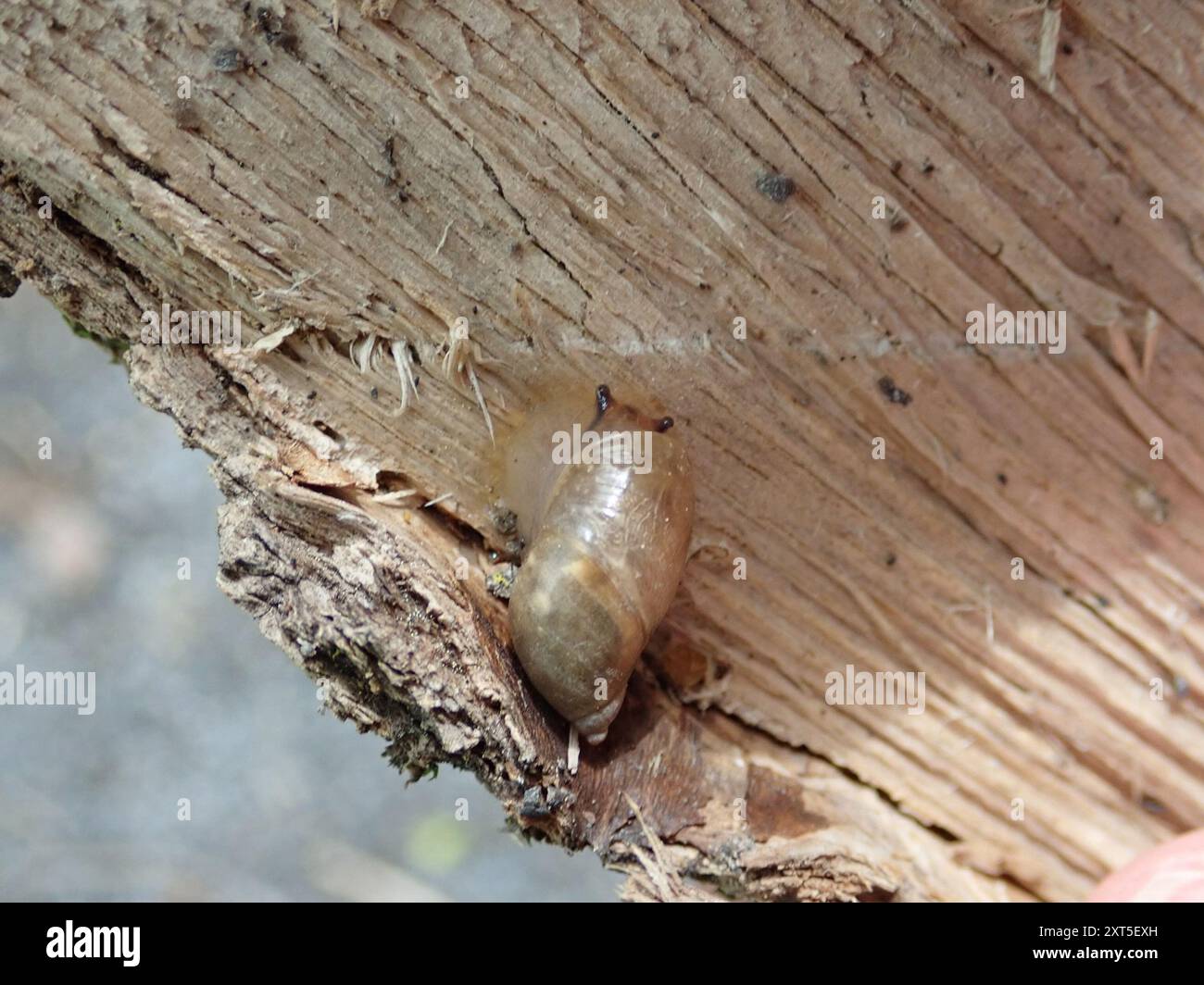 Amber Snails (Succineidae) Mollusca Stock Photo - Alamy