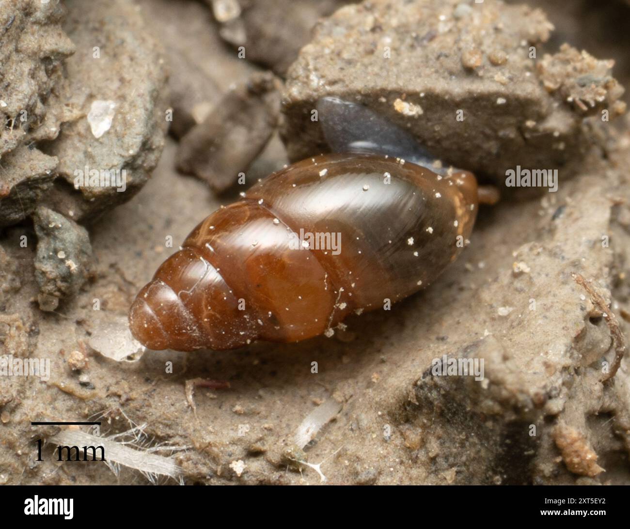 Glossy Pillar (Cochlicopa lubrica) Mollusca Stock Photo - Alamy