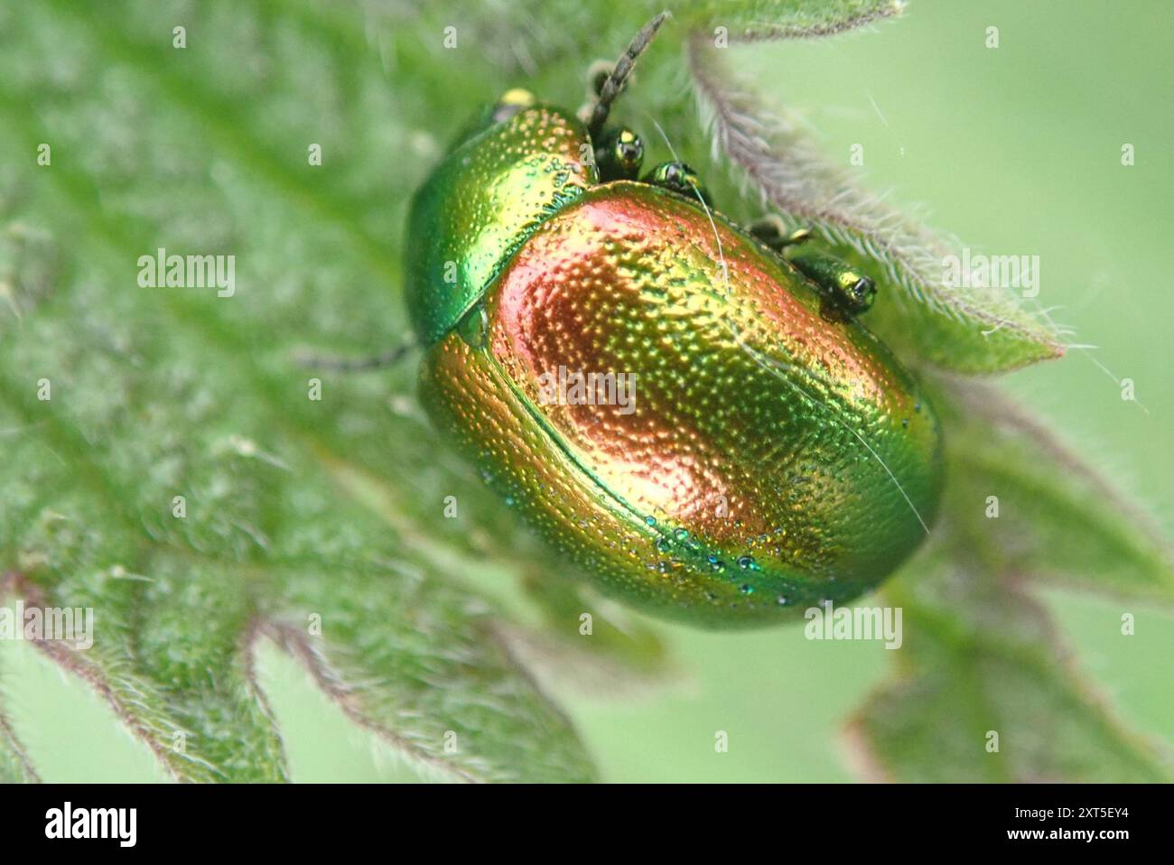 Tansy Beetle (Chrysolina graminis) Insecta Stock Photo - Alamy