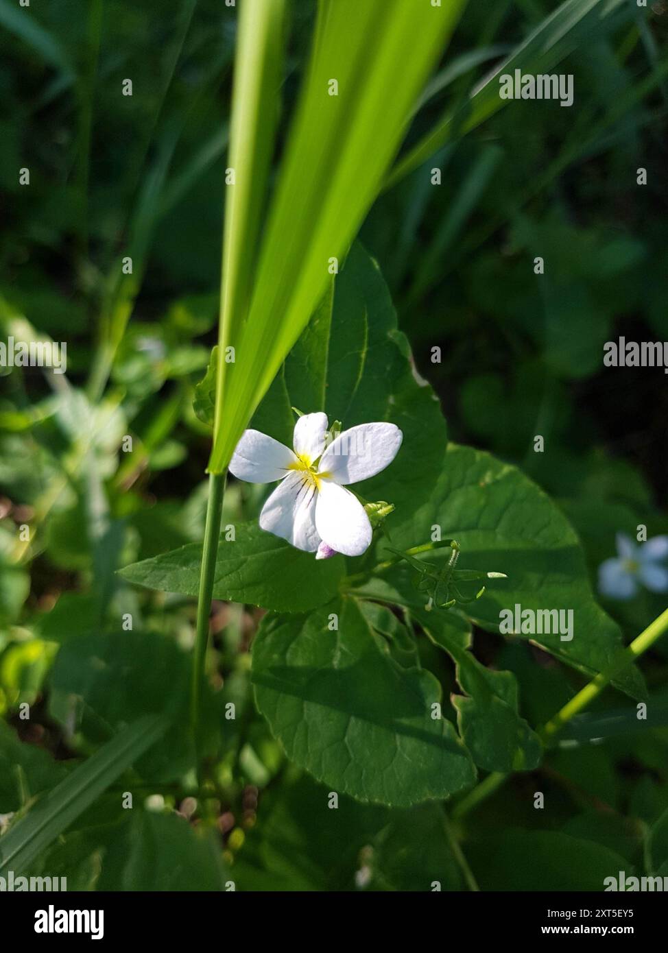 Canada Violet (Viola canadensis) Plantae Stock Photo - Alamy