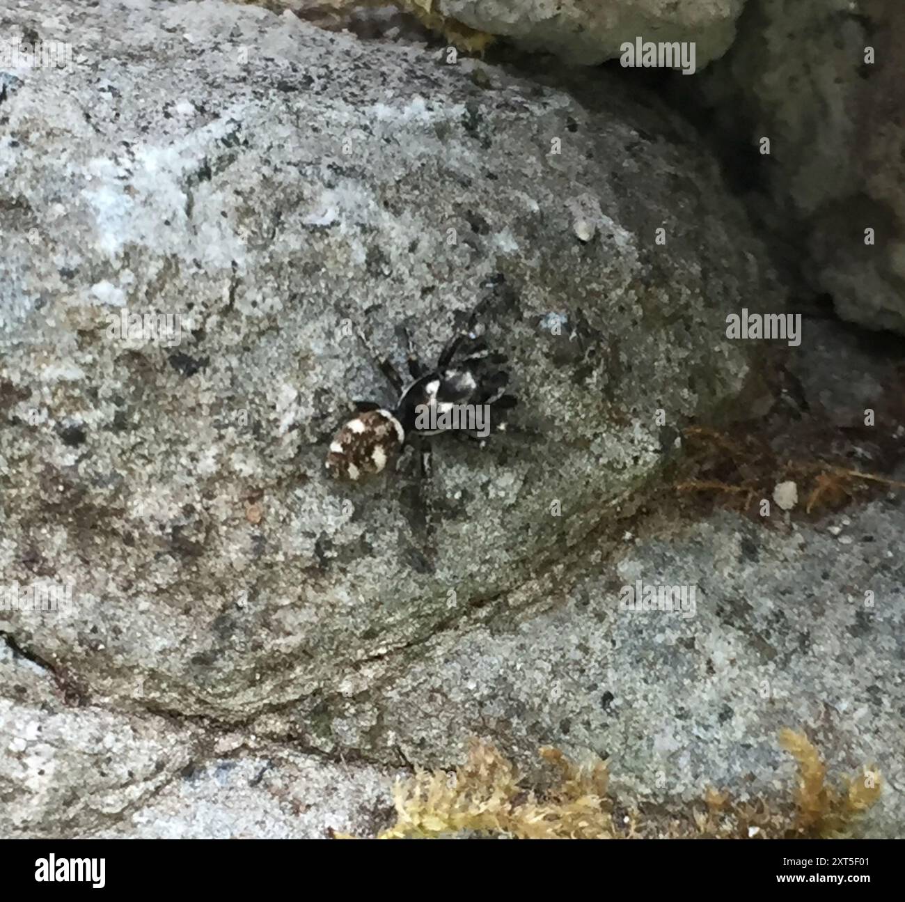 Zebra Jumping Spider (Salticus scenicus) Arachnida Stock Photo - Alamy