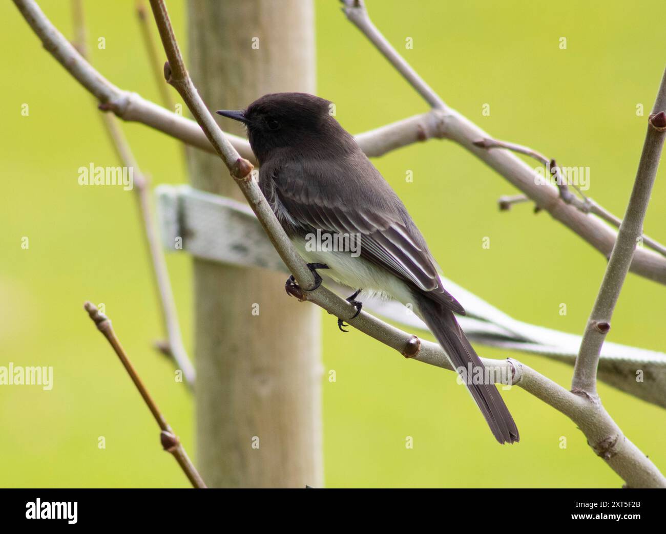 Little songbird hi-res stock photography and images - Alamy