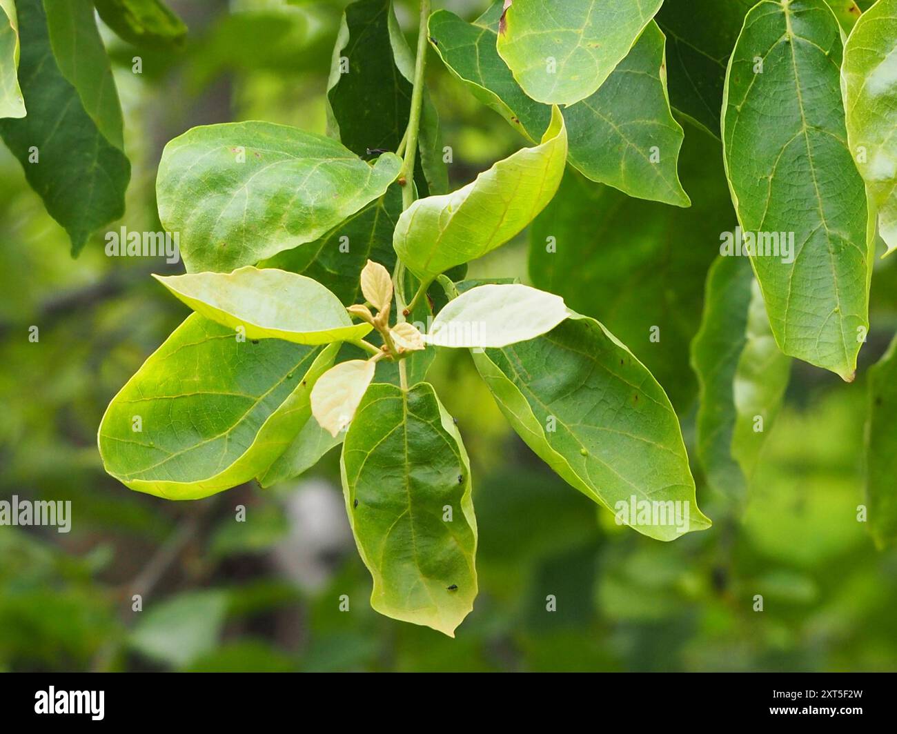 Clammy Cherry (Cordia dichotoma) Plantae Stock Photo - Alamy