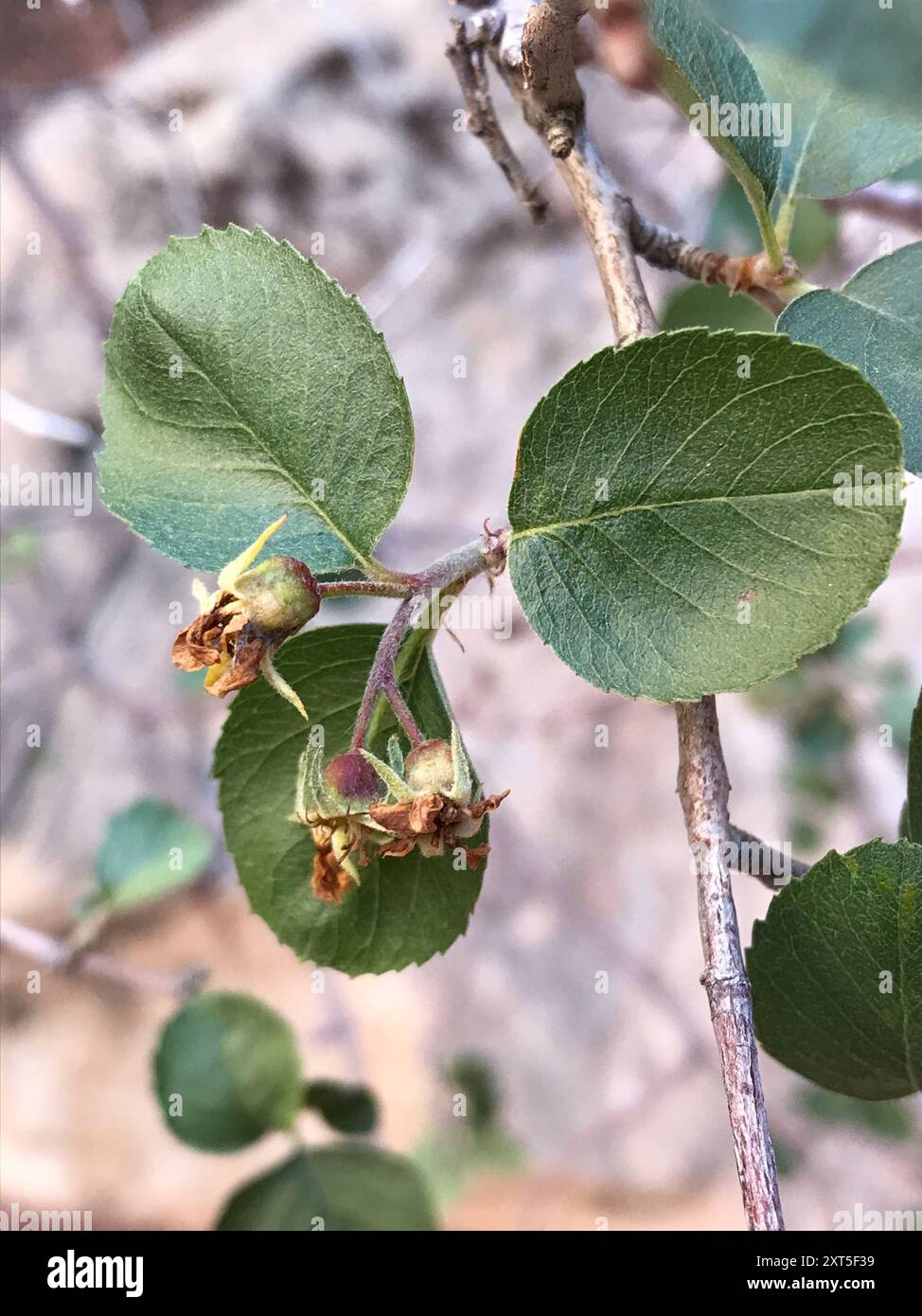 Utah Serviceberry (Amelanchier utahensis) Plantae Stock Photo - Alamy
