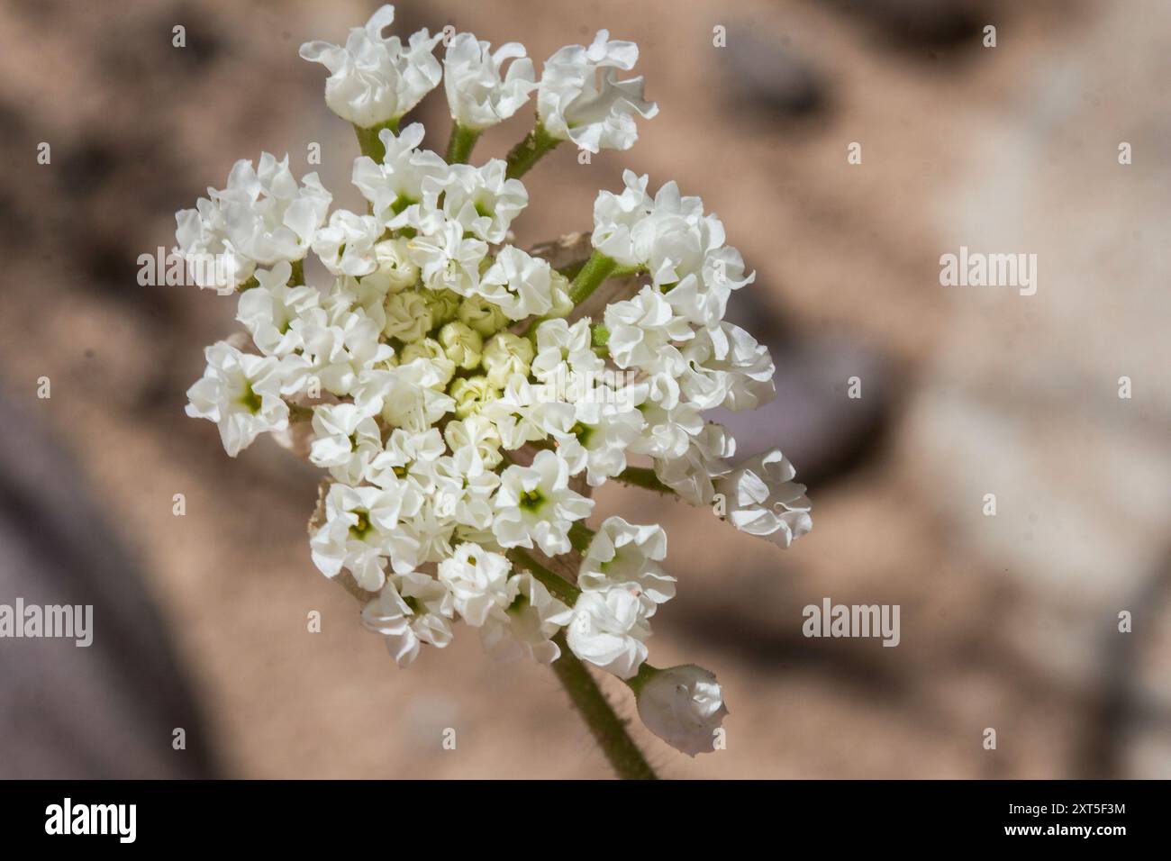 Snowball Sand Verbena (Abronia fragrans) Plantae Stock Photo - Alamy