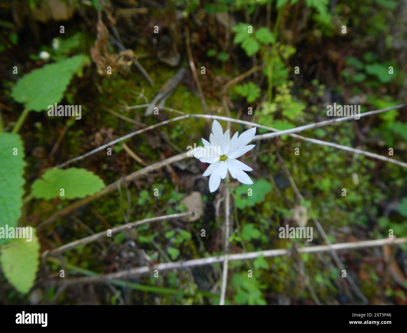 woodland stars (Lithophragma) Plantae Stock Photo - Alamy