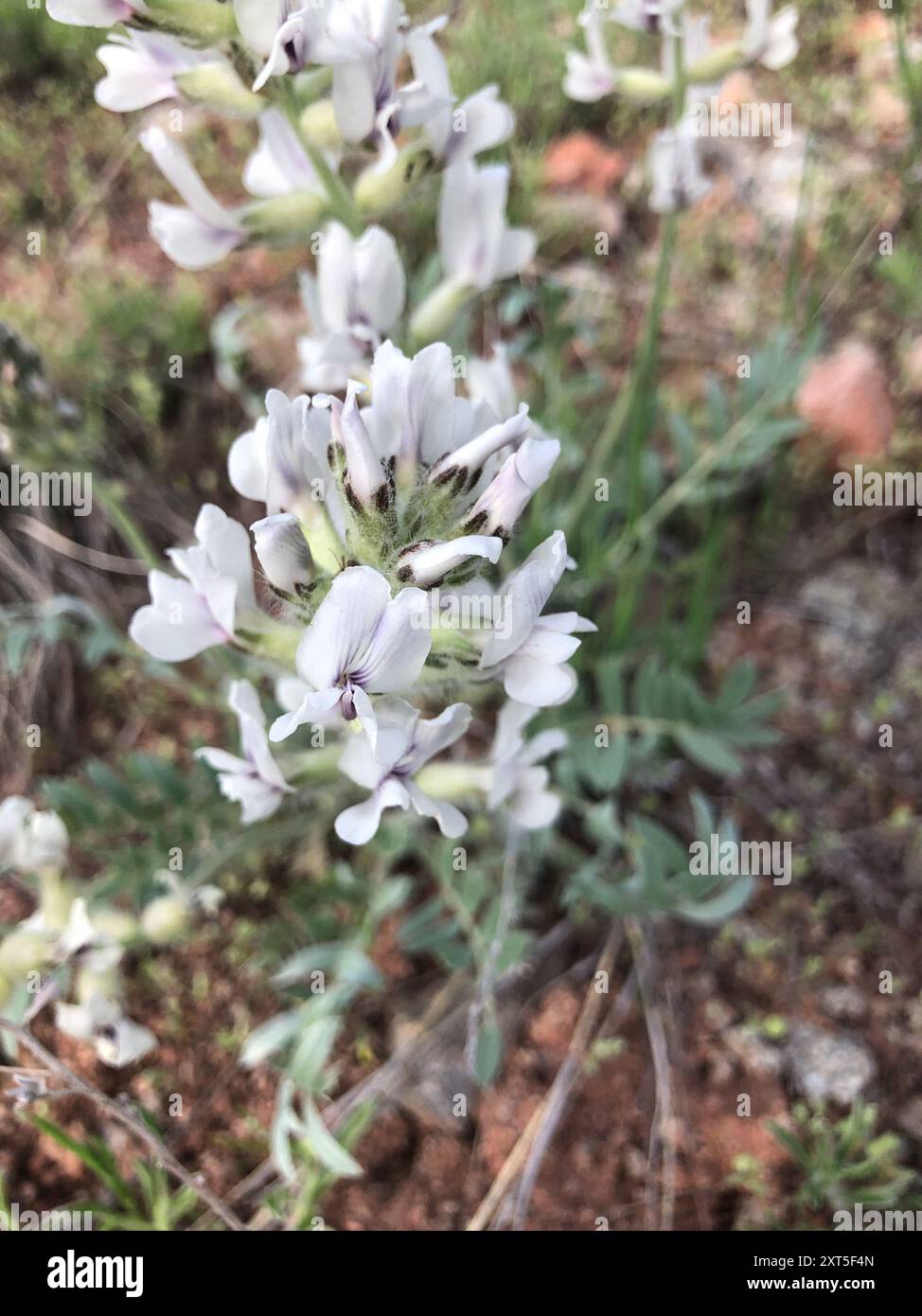 White Point-vetch (Oxytropis sericea) Plantae Stock Photo - Alamy