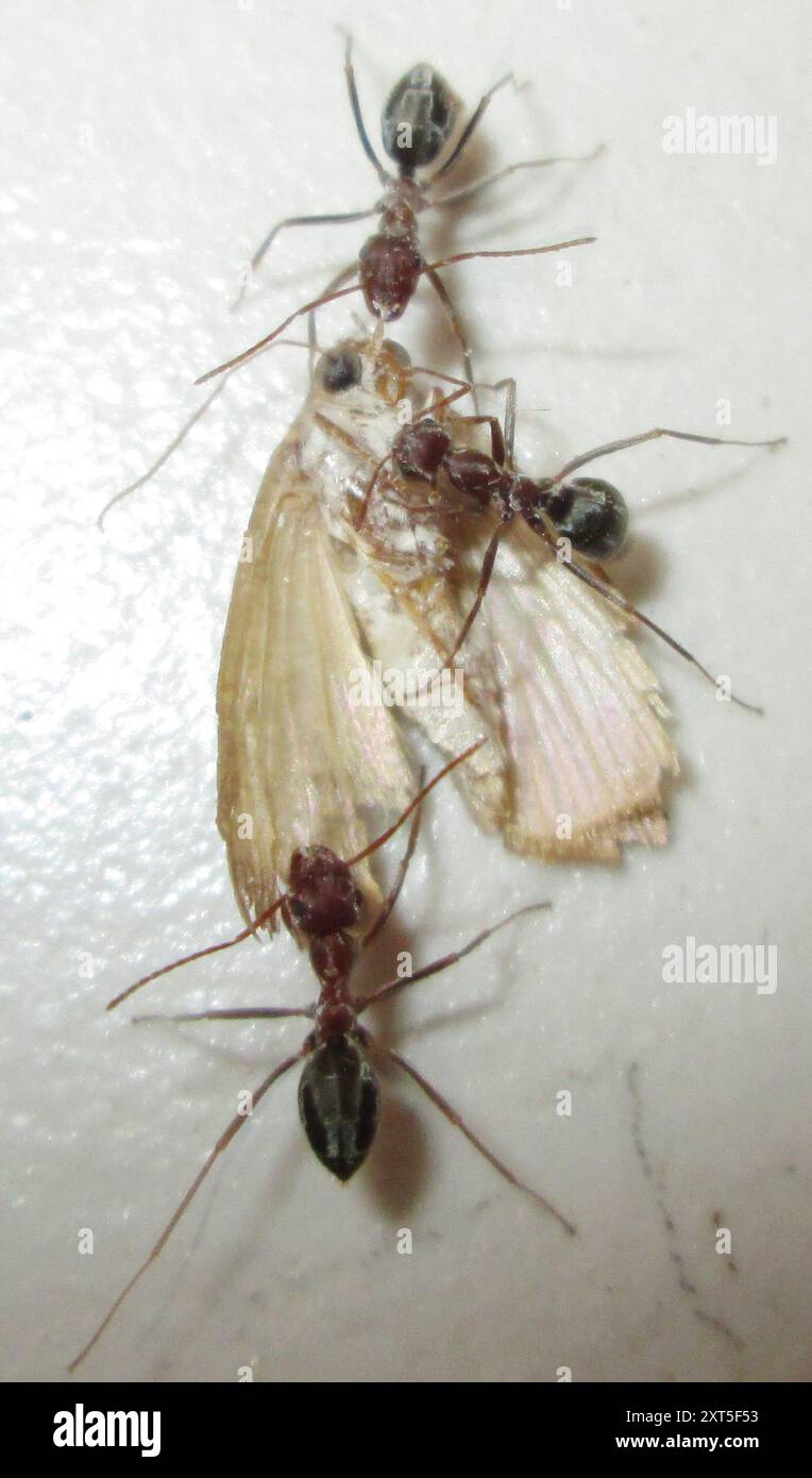 Large Pugnacious Ant (Anoplolepis custodiens) Insecta Stock Photo - Alamy