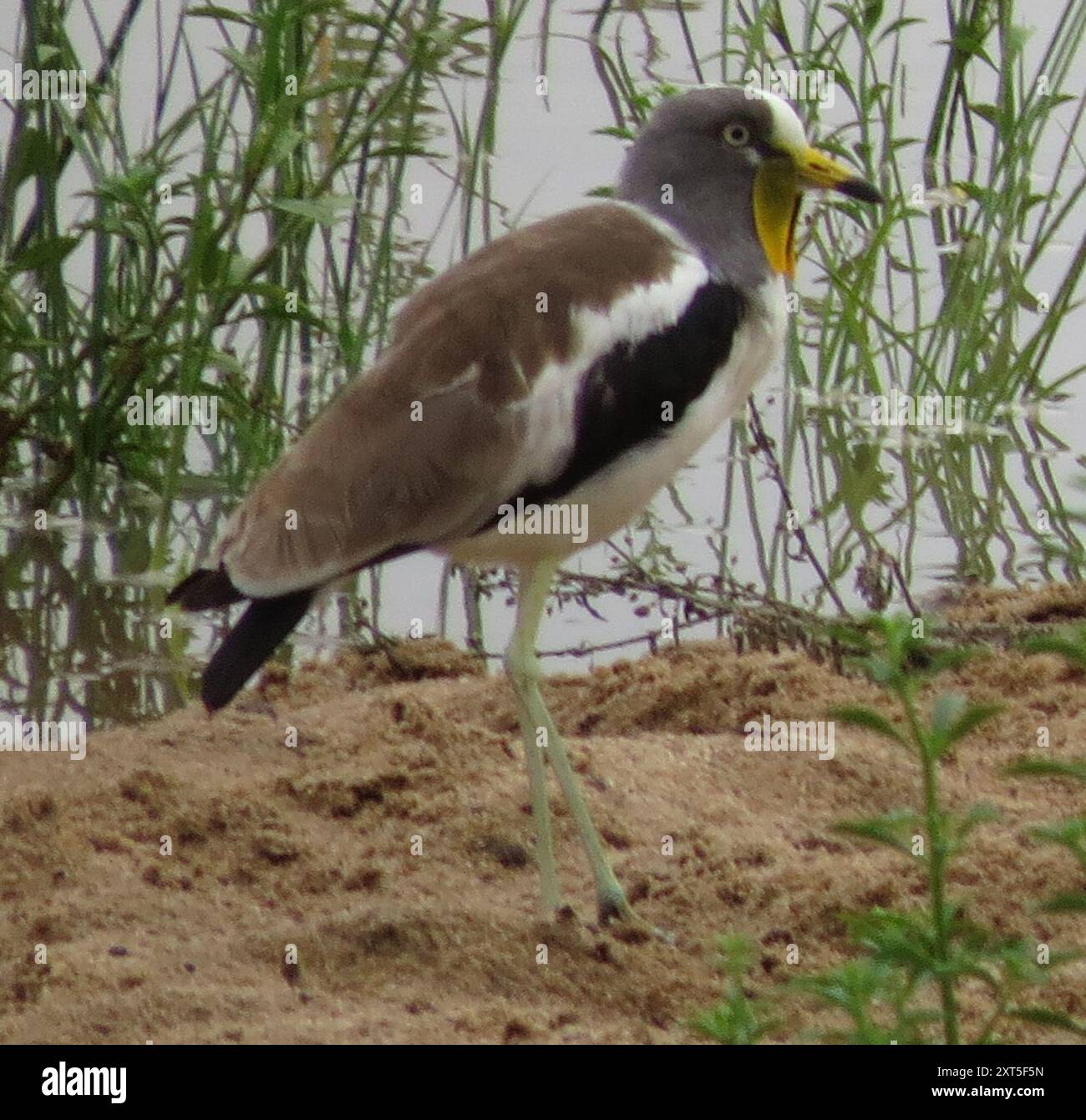 White-crowned Lapwing (Vanellus albiceps) Aves Stock Photo - Alamy