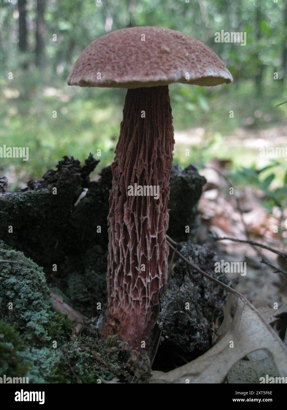 Russell's Bolete (Aureoboletus russellii) Fungi Stock Photo - Alamy