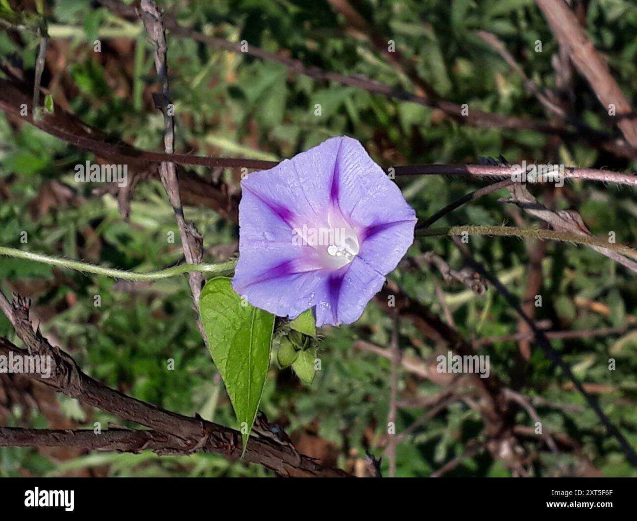 common morning-glory (Ipomoea purpurea) Plantae Stock Photo - Alamy