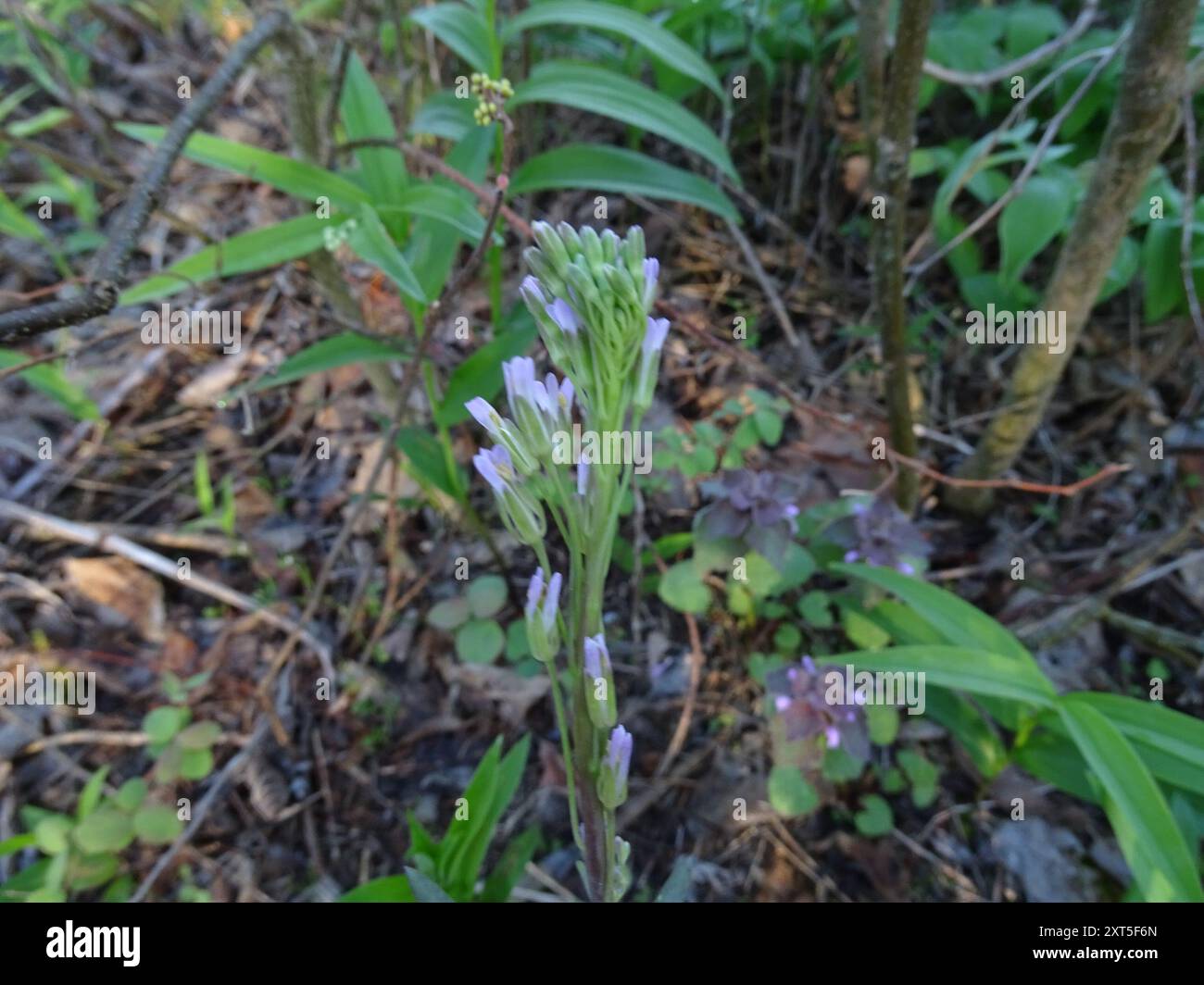 Tower Mustard (Turritis glabra) Plantae Stock Photo - Alamy