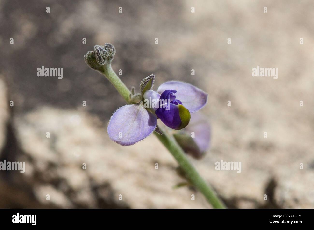 Blue Milkwort (Hebecarpa barbeyana) Plantae Stock Photo - Alamy