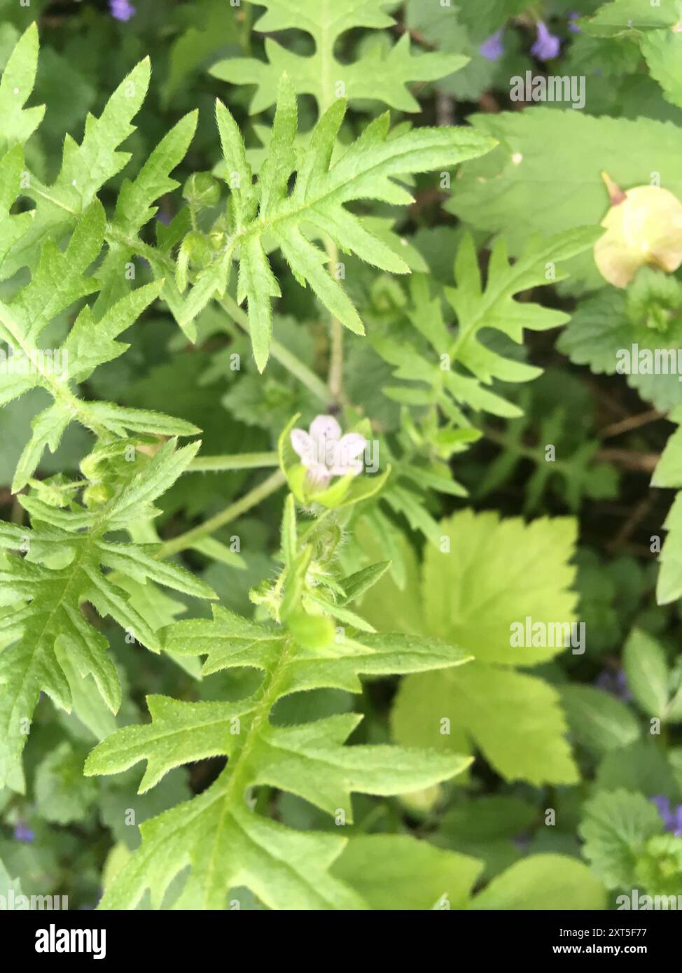 Aunt Lucy (Ellisia nyctelea) Plantae Stock Photo - Alamy