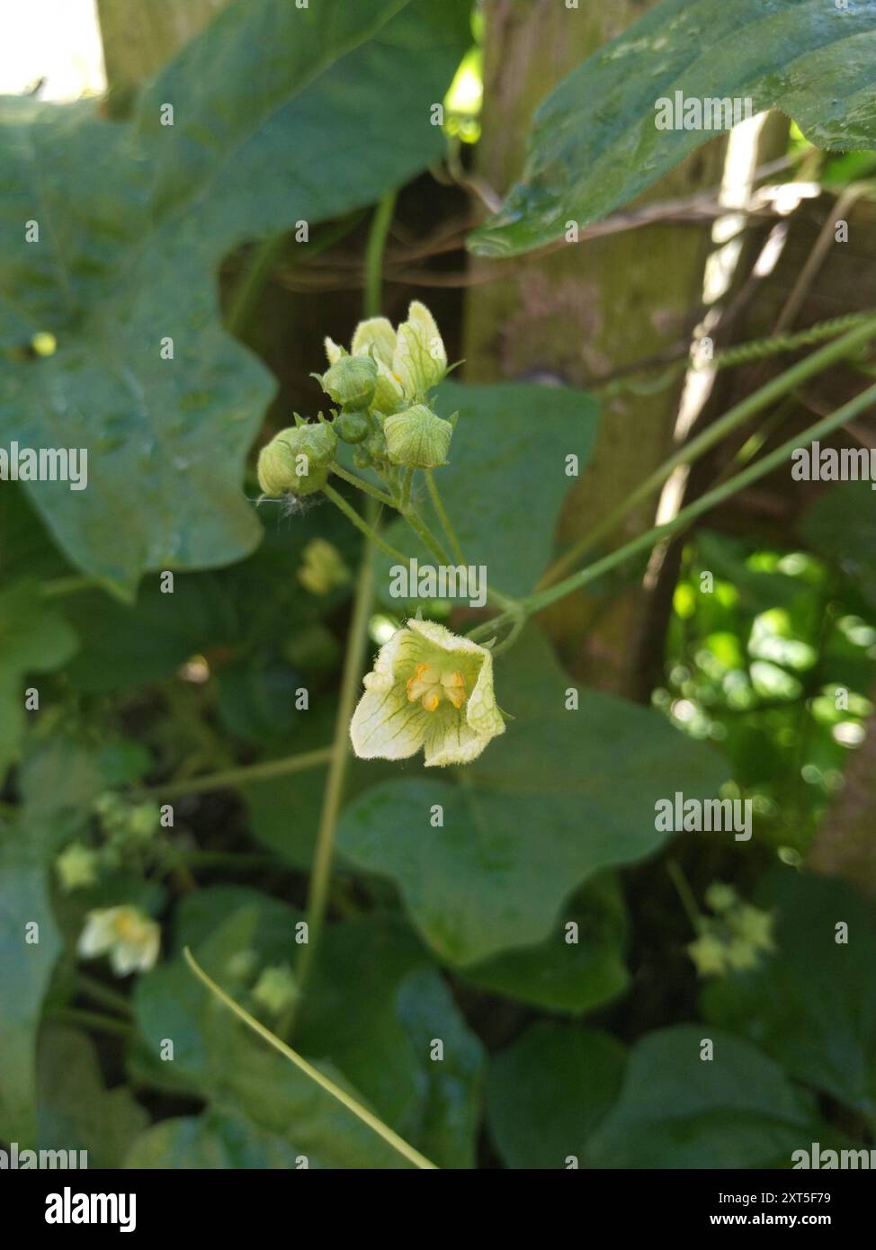 White Bryony (Bryonia cretica) Plantae Stock Photo - Alamy