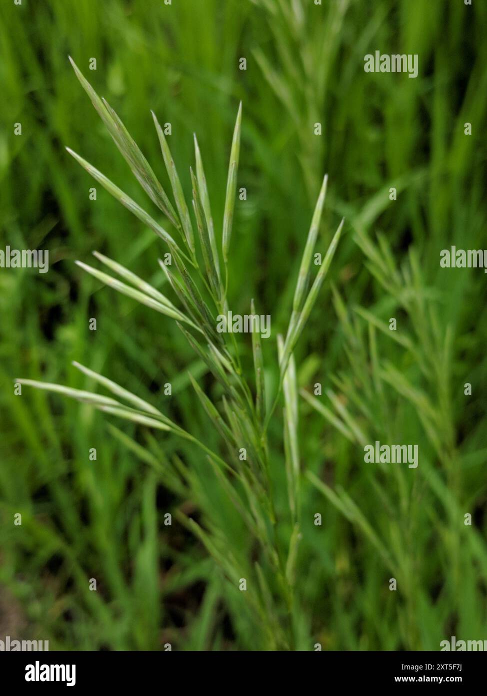 Smooth Brome (Bromus inermis) Plantae Stock Photo - Alamy