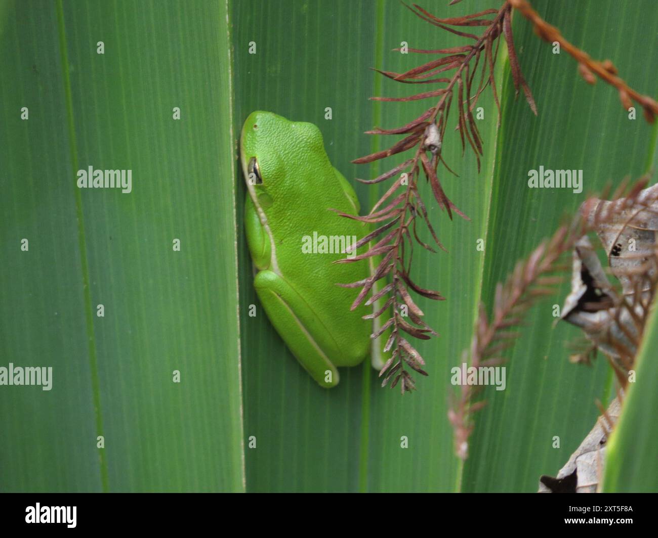 Green Treefrog (Hyla cinerea) Amphibia Stock Photo - Alamy