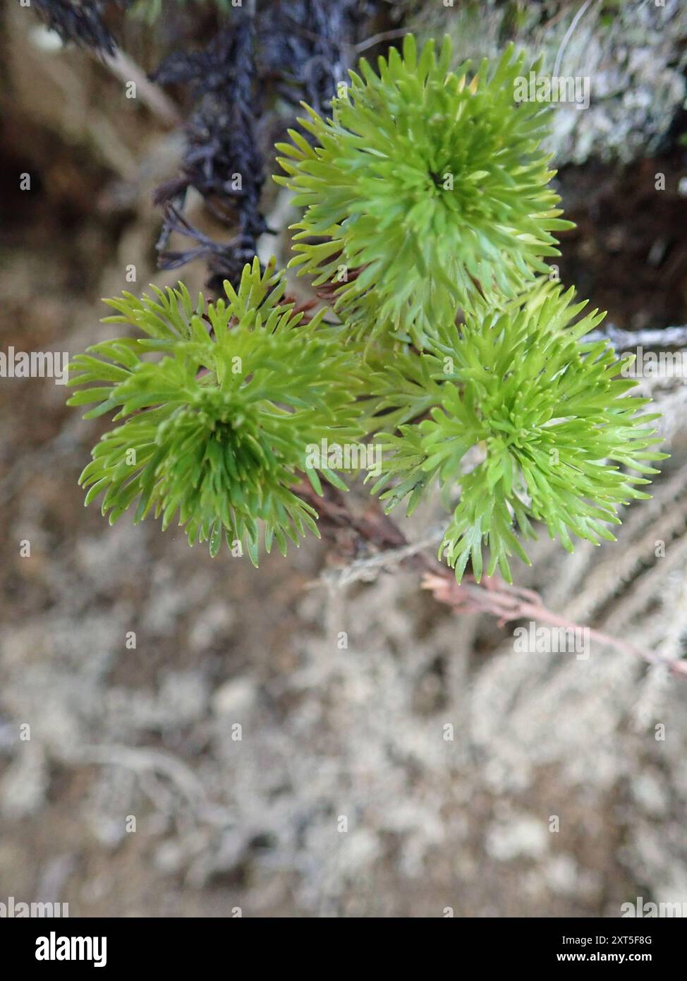 Partridgefoot (Luetkea pectinata) Plantae Stock Photo - Alamy
