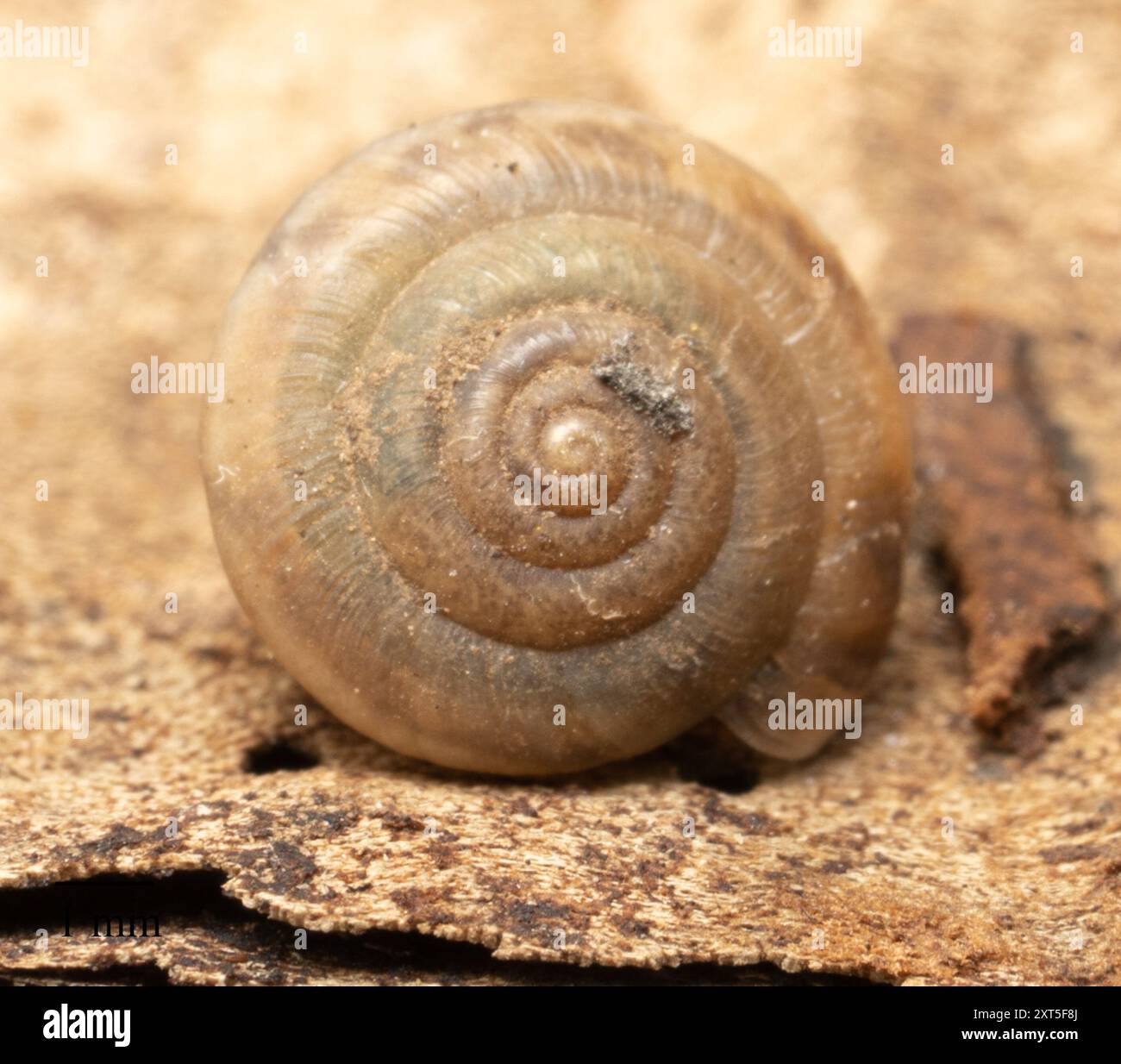 Gastropods (Gastropoda) Mollusca Stock Photo - Alamy